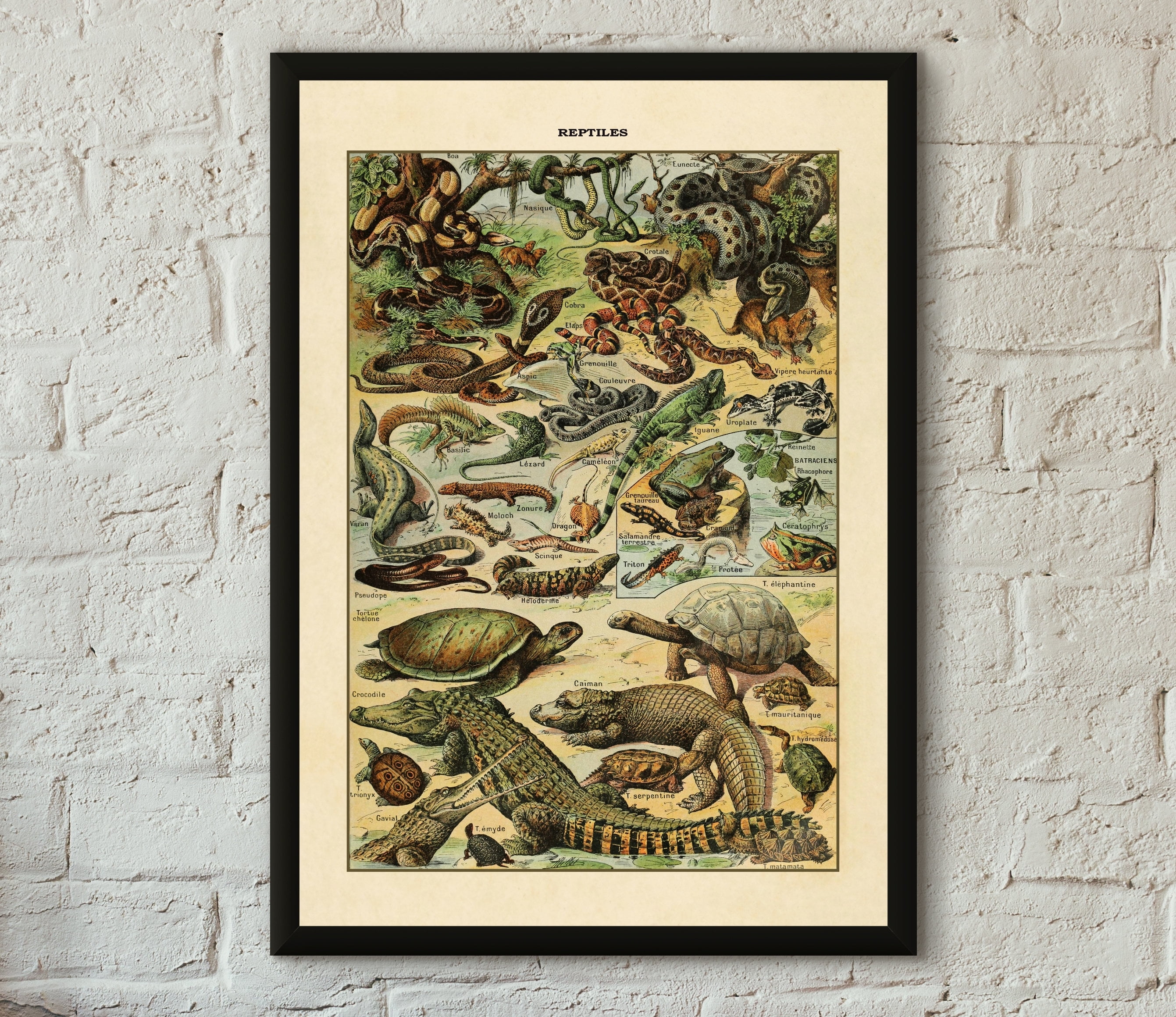 POSTER Reptiles Chart Poster - Professionally Printed - Studio Quality ...