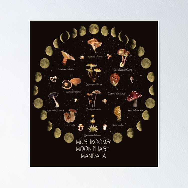 POSTER Retro Mushrooms Moon Phase Mandala collection POSTER UNFRAMED, 8x12 - Walmart.com
