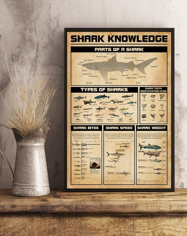 POSTER Shark Knowledge, Parts, Types Of Shark, Shark Tooth ...