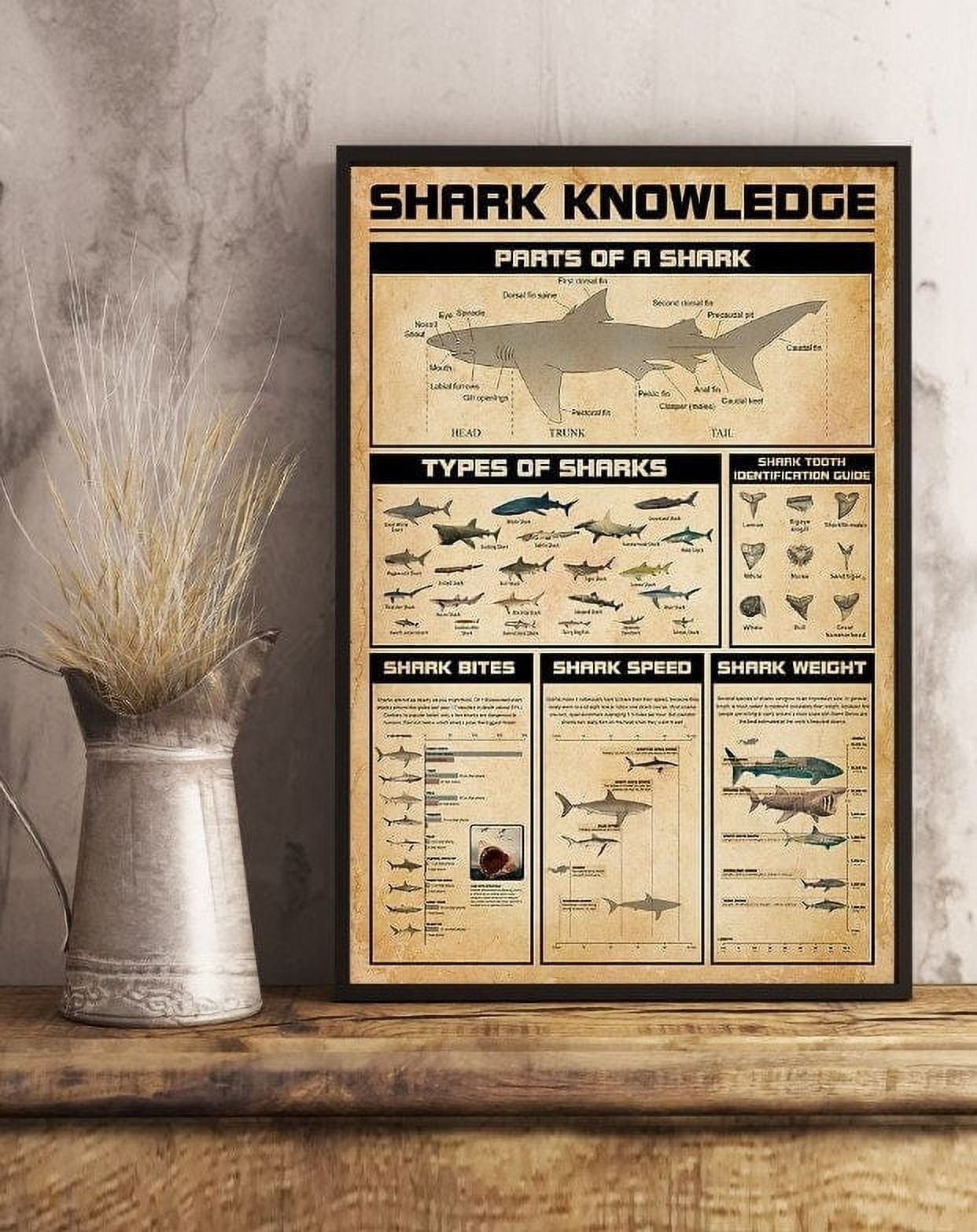 POSTER Shark Knowledge, Parts, Types Of Shark, Shark Tooth ...