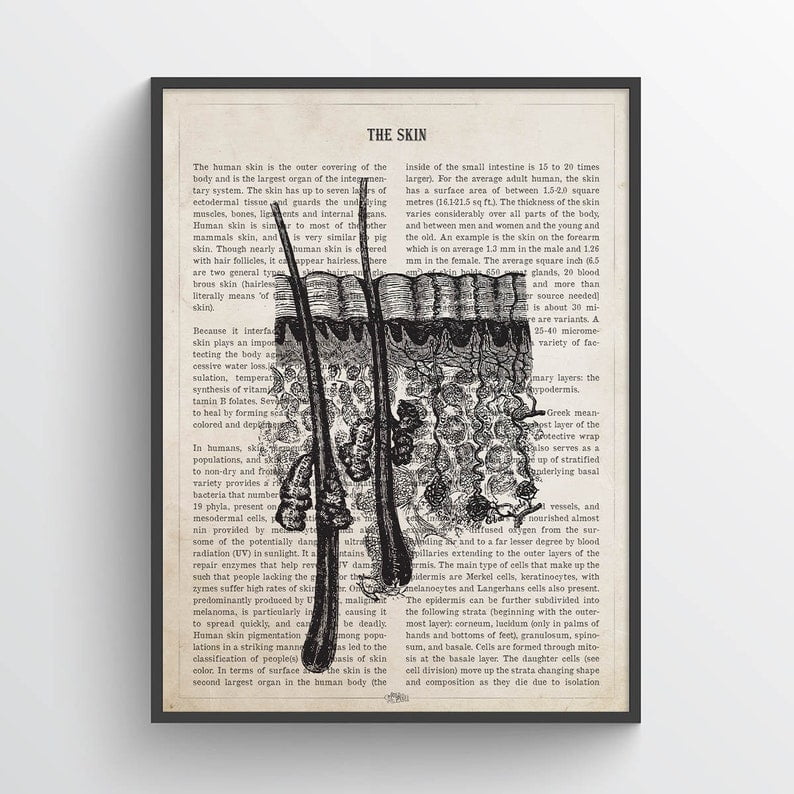 POSTER Skin Anatomy Print, Dermatologist Gift, Dermatology Skin Care ...