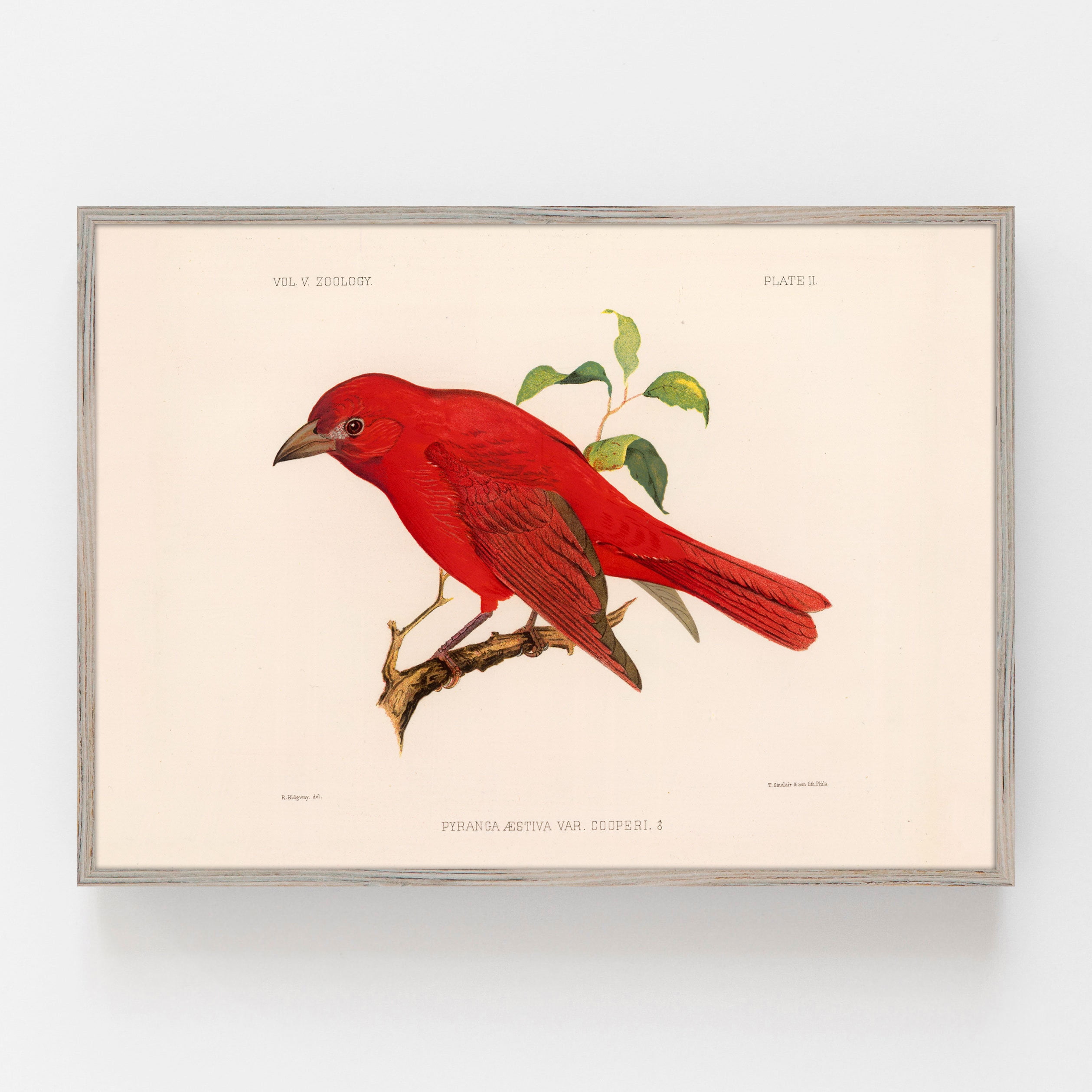 POSTER Summer Tanager Print, Bird Poster, bird collection poster, bird ...