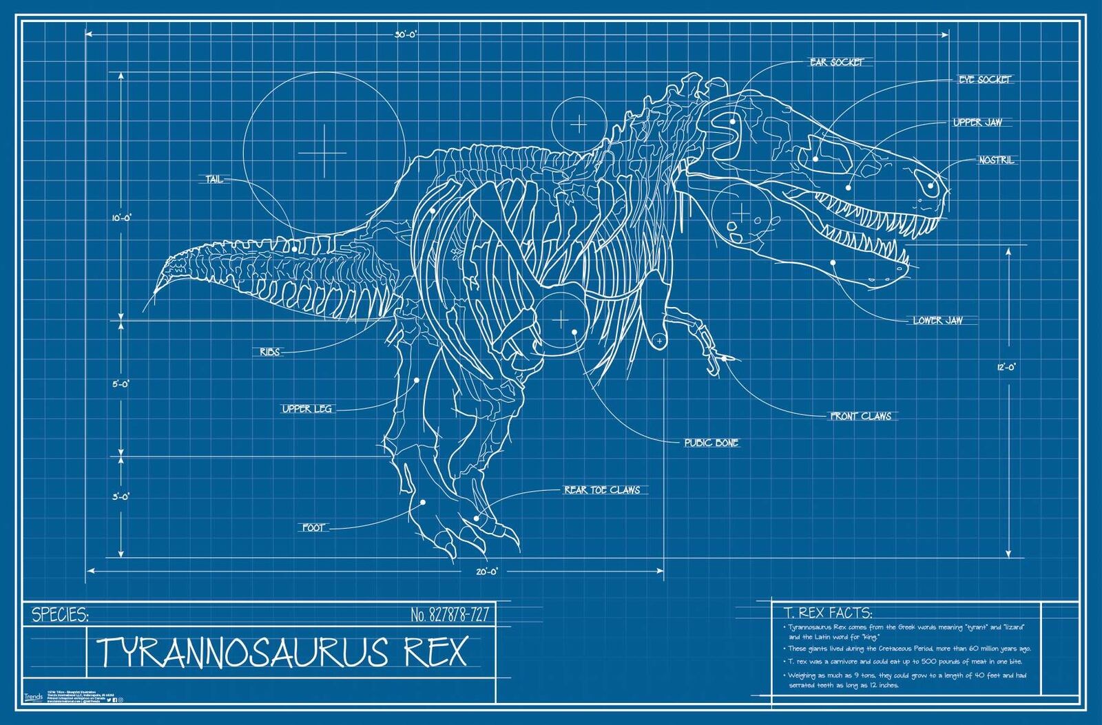 POSTER T-Rex - Blueprint Illustration Poster-8x12-UNFRAMED - Walmart.com