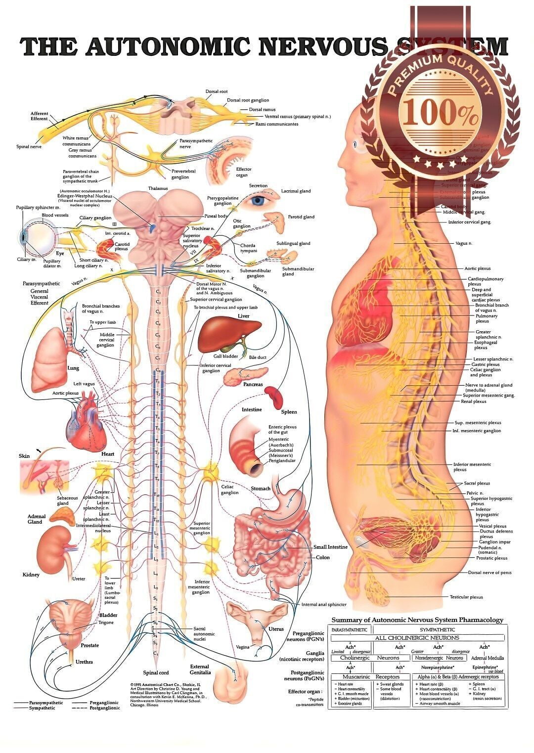 POSTER THE AUTONOMIC NERVOUS SYSTEM ANATOMICAL DIAGRAM CHART PRINT ...