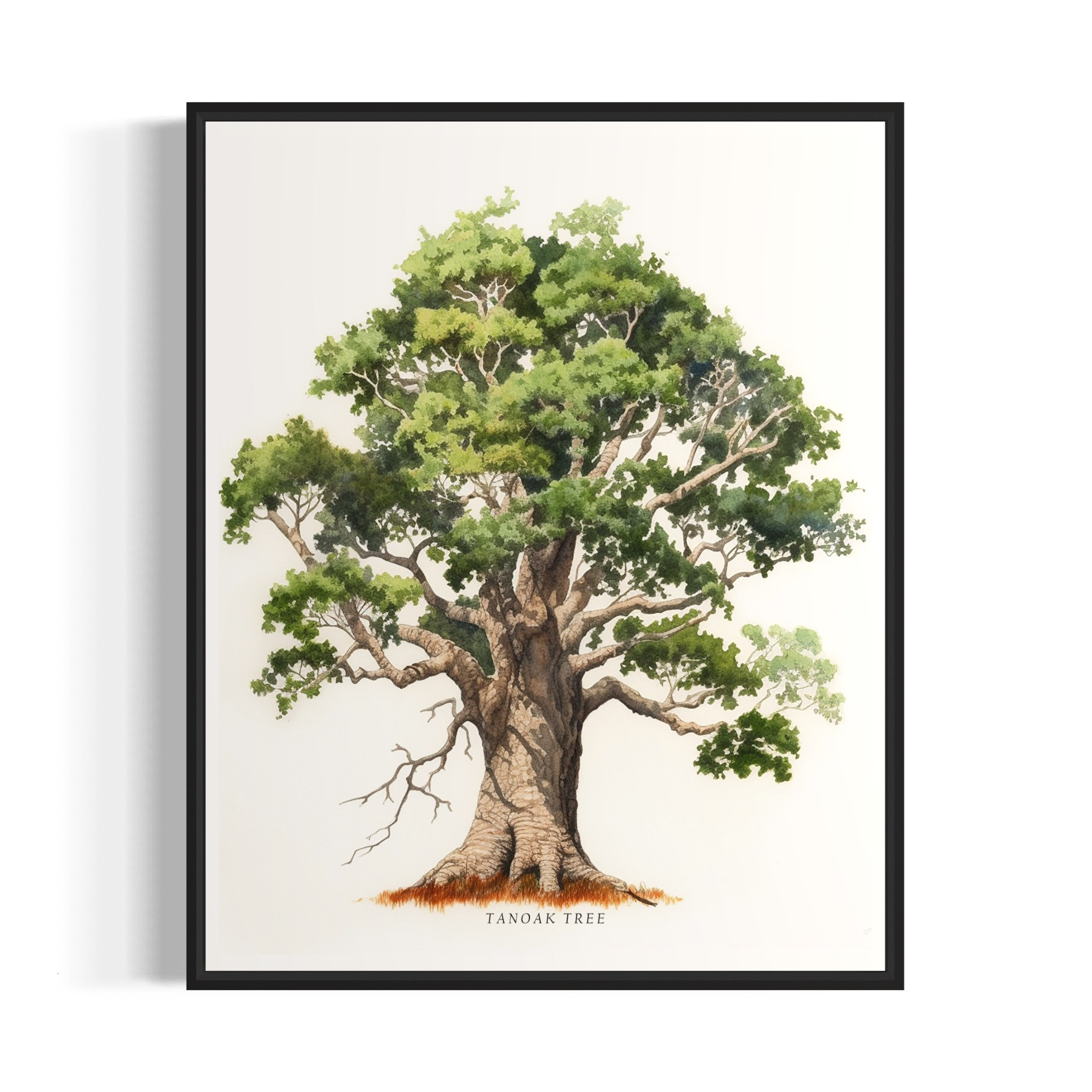 POSTER Tanoak Tree Art Print, Tanoak Tree Wall Art Poster-UNFRAMED ...