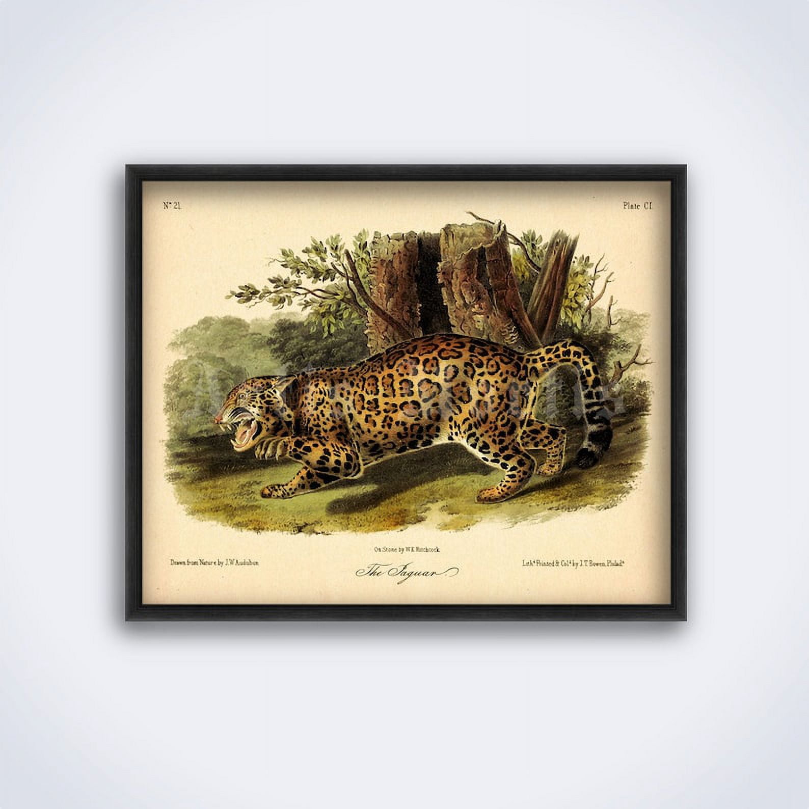 POSTER The Jaguar - vintage lithograph, natural history, wild animal ...