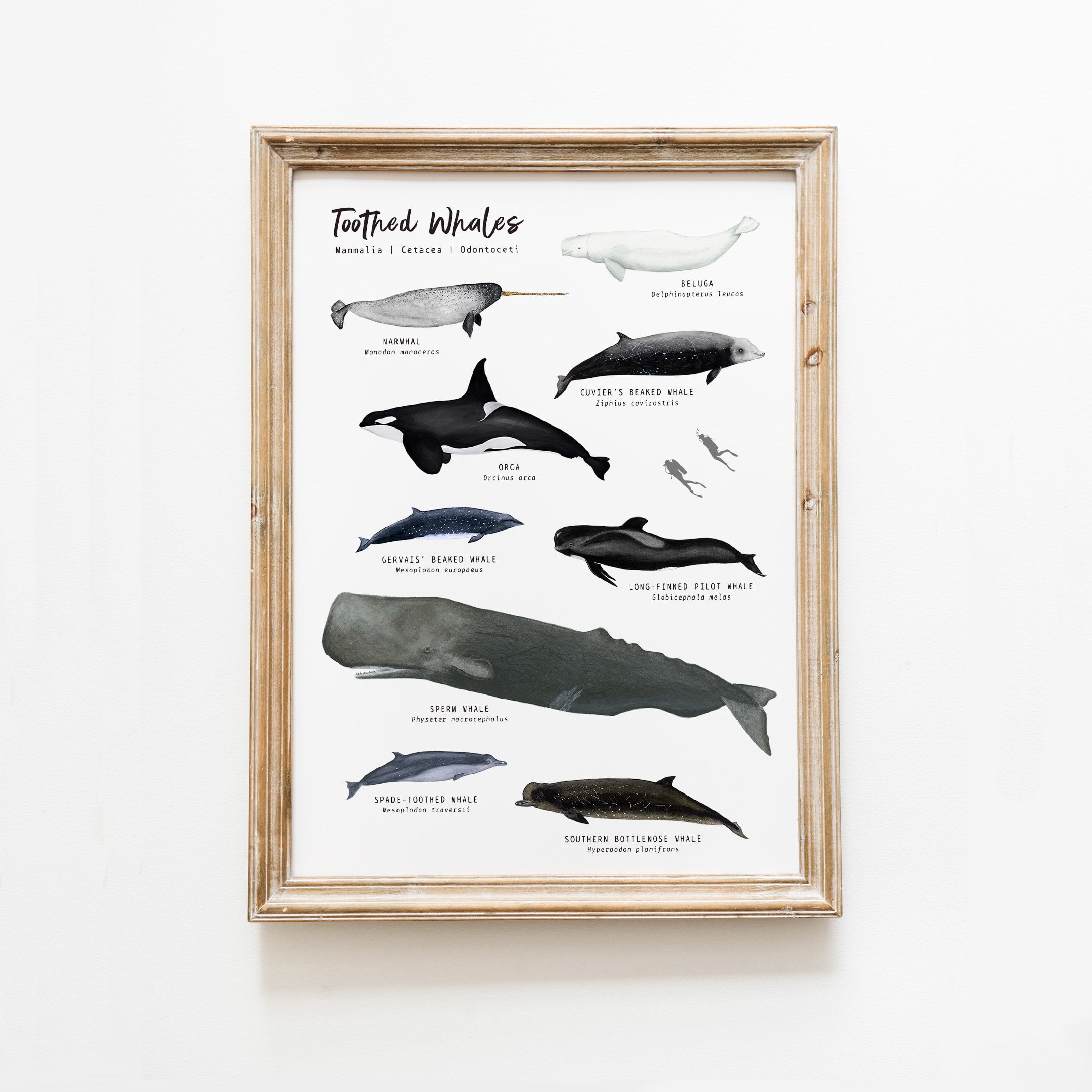 POSTER Toothed Whales art print| Montessori materials | Classroom deor ...