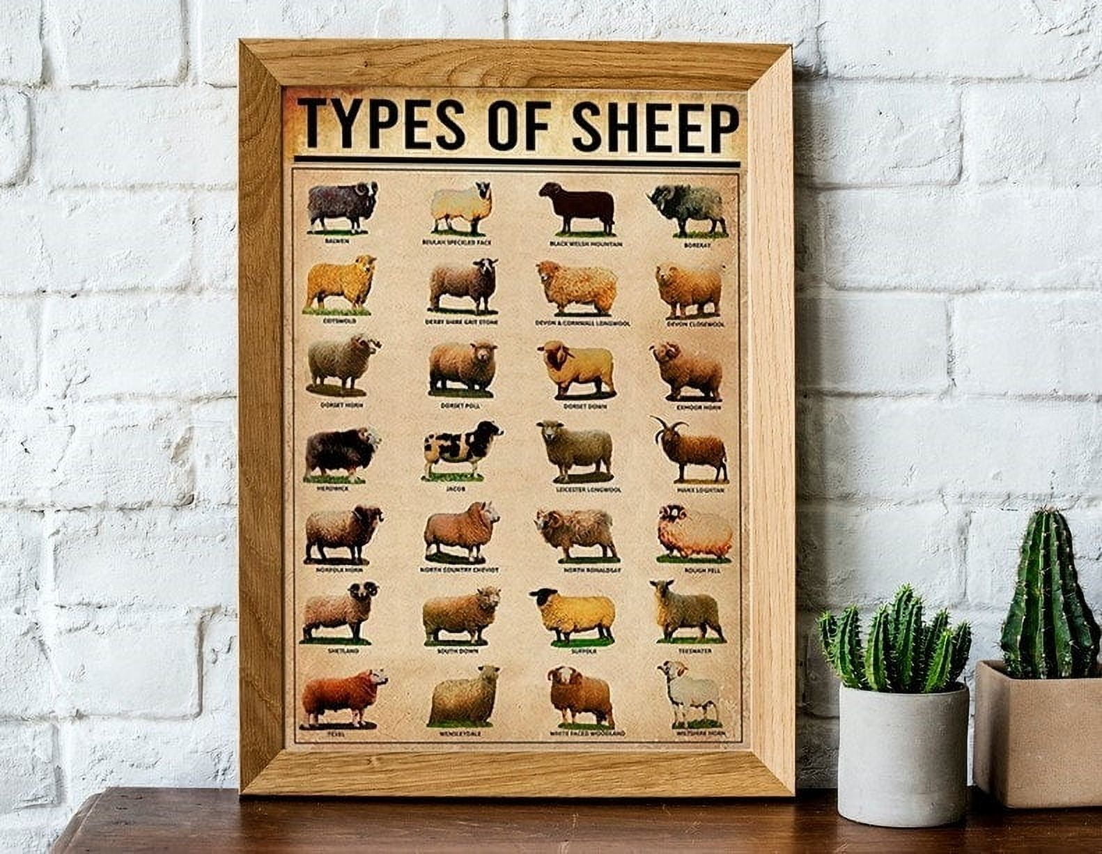 POSTER Types Of Sheep Poster - Knowledge Poster - Sheep Poster - Wall ...