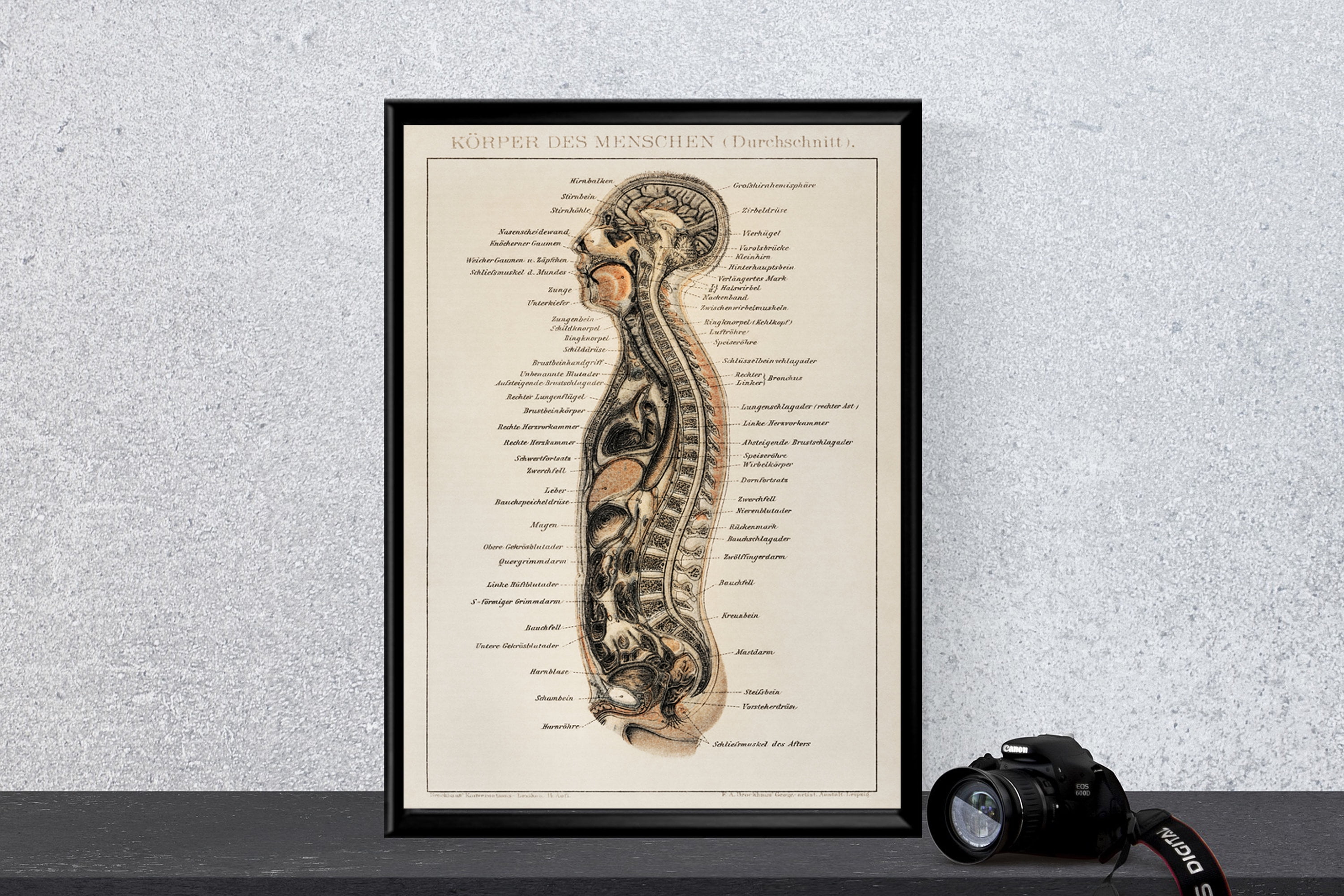 POSTER Vintage Anatomical Poster, Human Body Structure Print, Medical ...