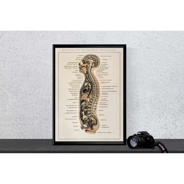 POSTER Vintage Anatomical Poster, Human Body Structure Print, Medical ...