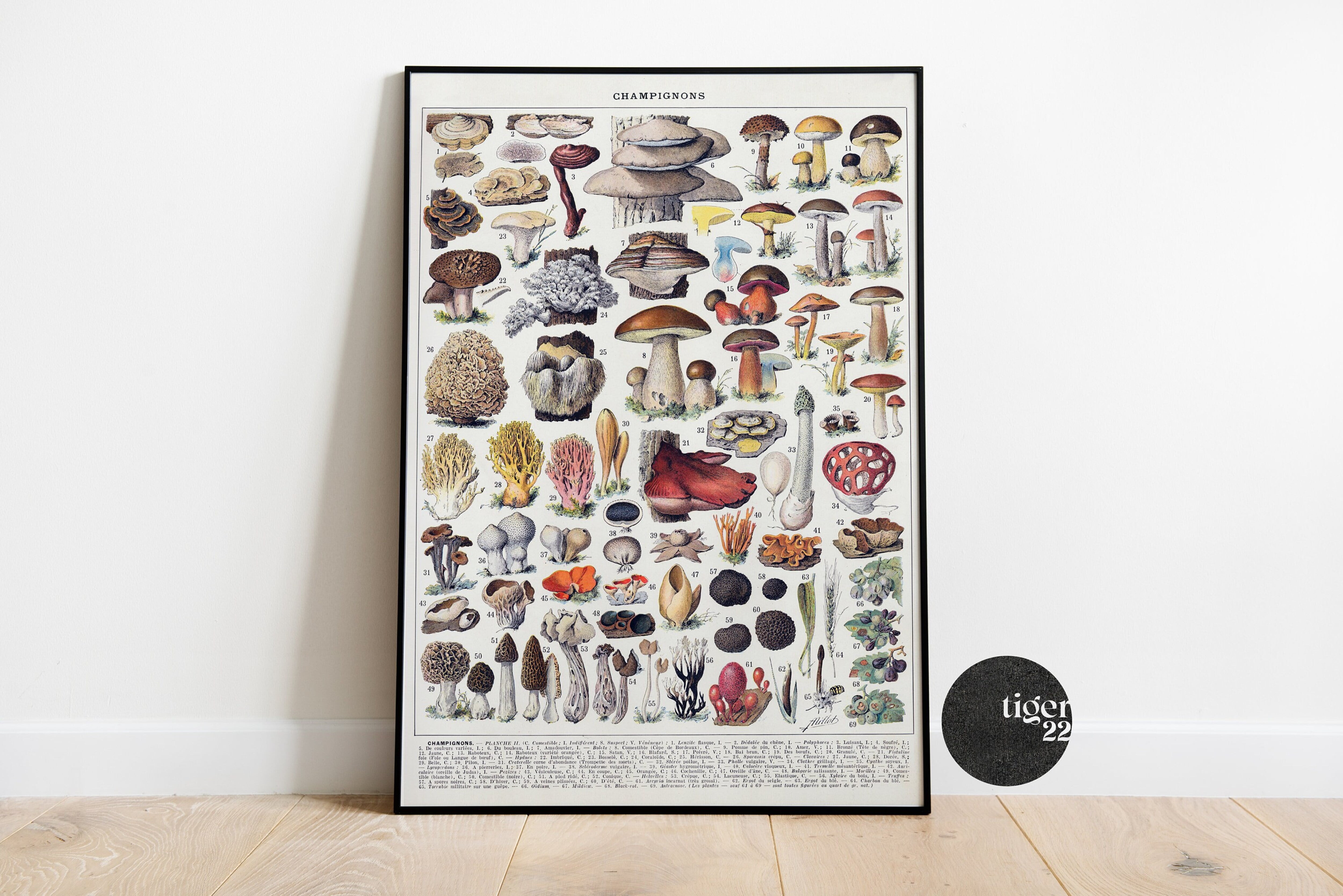 POSTER Vintage Botanical Mushroom Fungi Poster Print Adolphe Millot ...