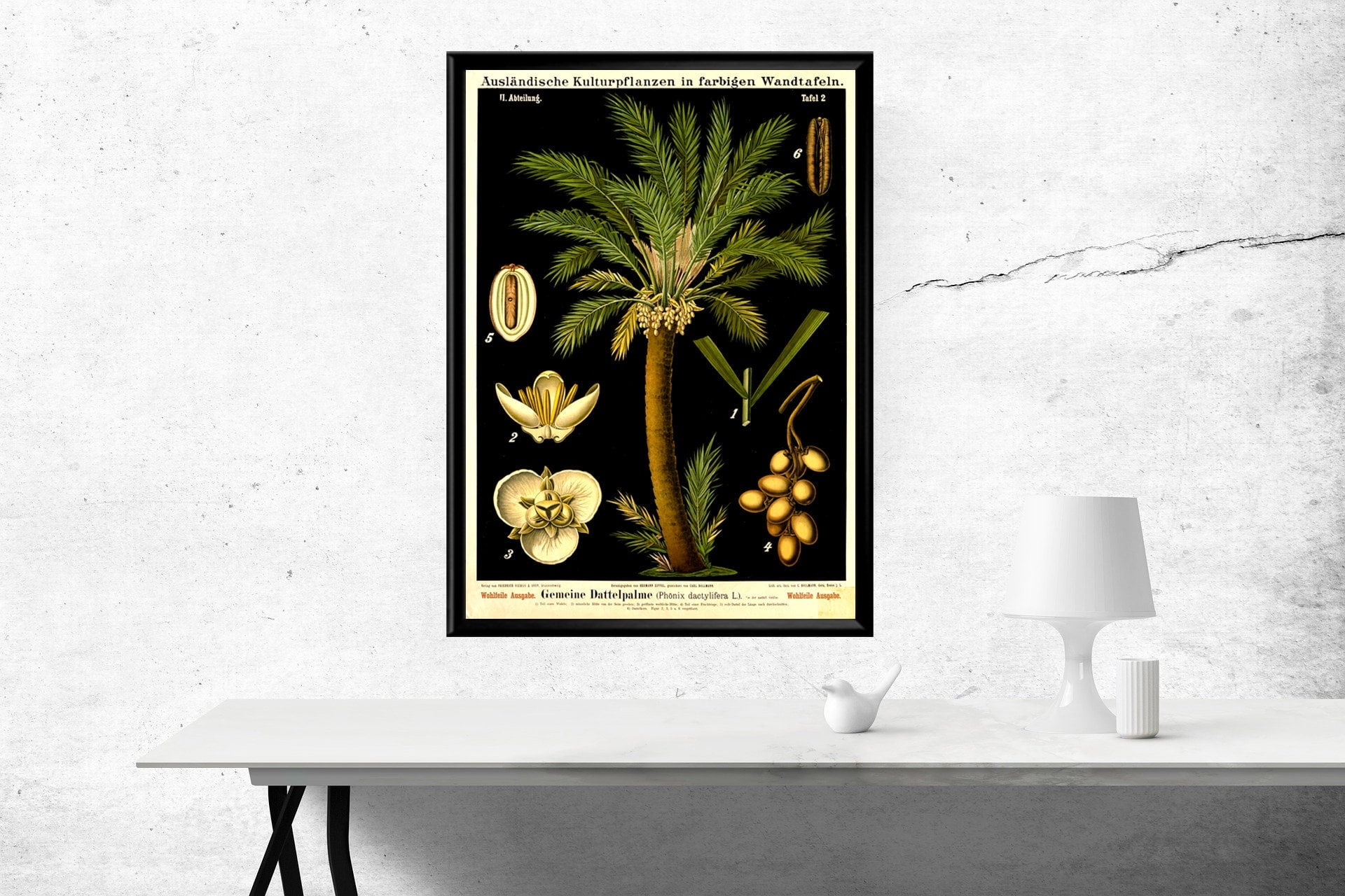 POSTER Vintage Date Palm Poster Botanical Print Date Palm German Wall ...