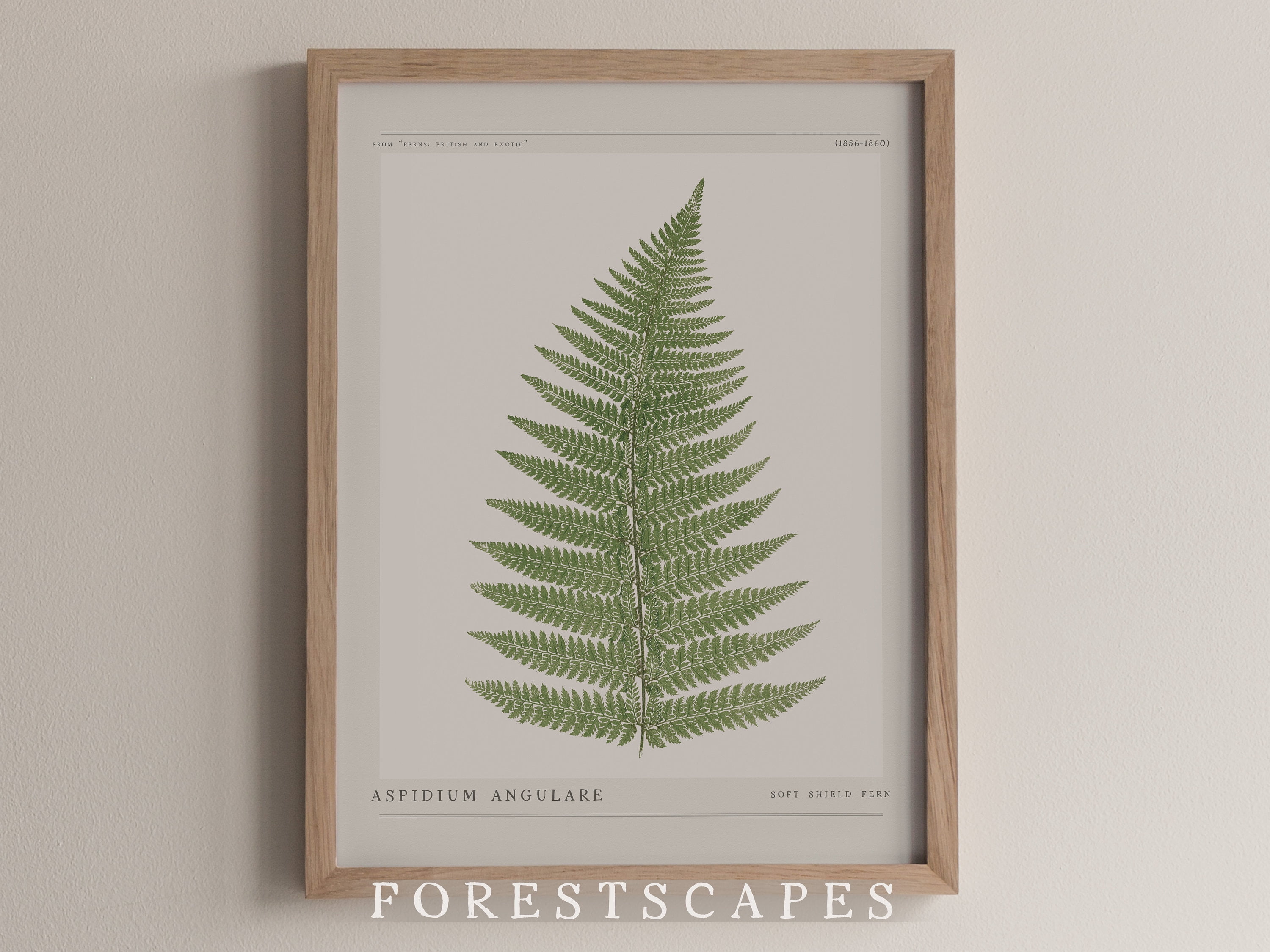 POSTER Vintage Fern Poster 05 | Botanical Illustration Wall Art ...