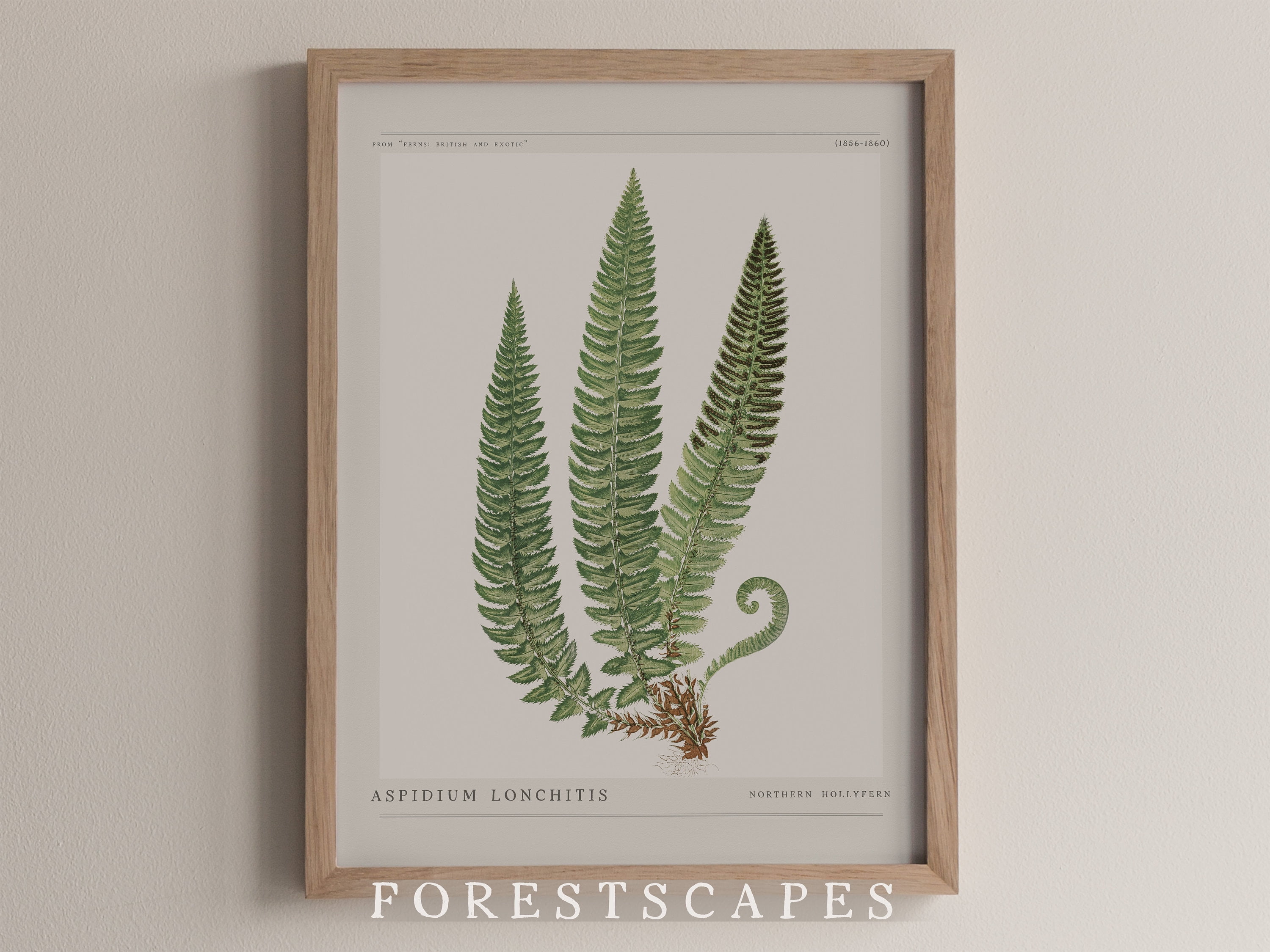 POSTER Vintage Fern Poster 06 | Botanical Illustration Wall Art ...