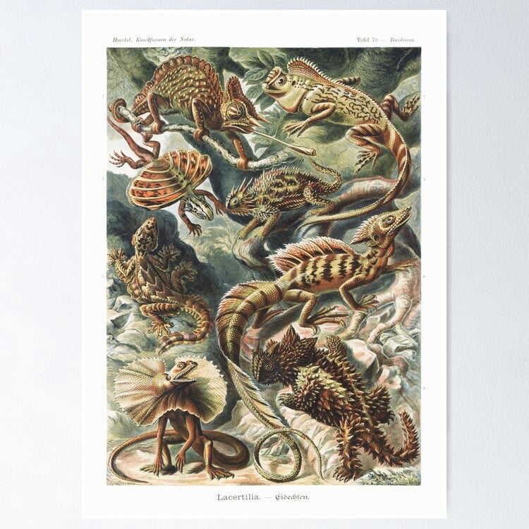 POSTER Vintage Lizards and Reptiles POSTER UNFRAMED, 8x12 - Walmart.com