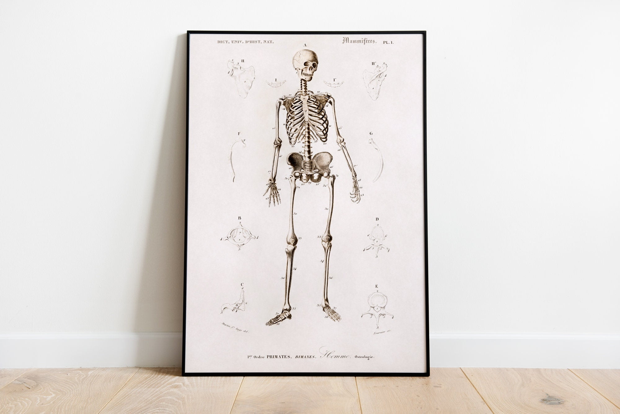 POSTER Vintage Skeletal System Poster, Skeleton Poster, Skeleton Print ...