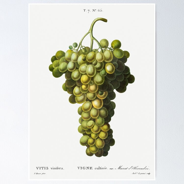 Poster Vintage White Grapes - Unframed Poster, 24x36 - Walmart.com