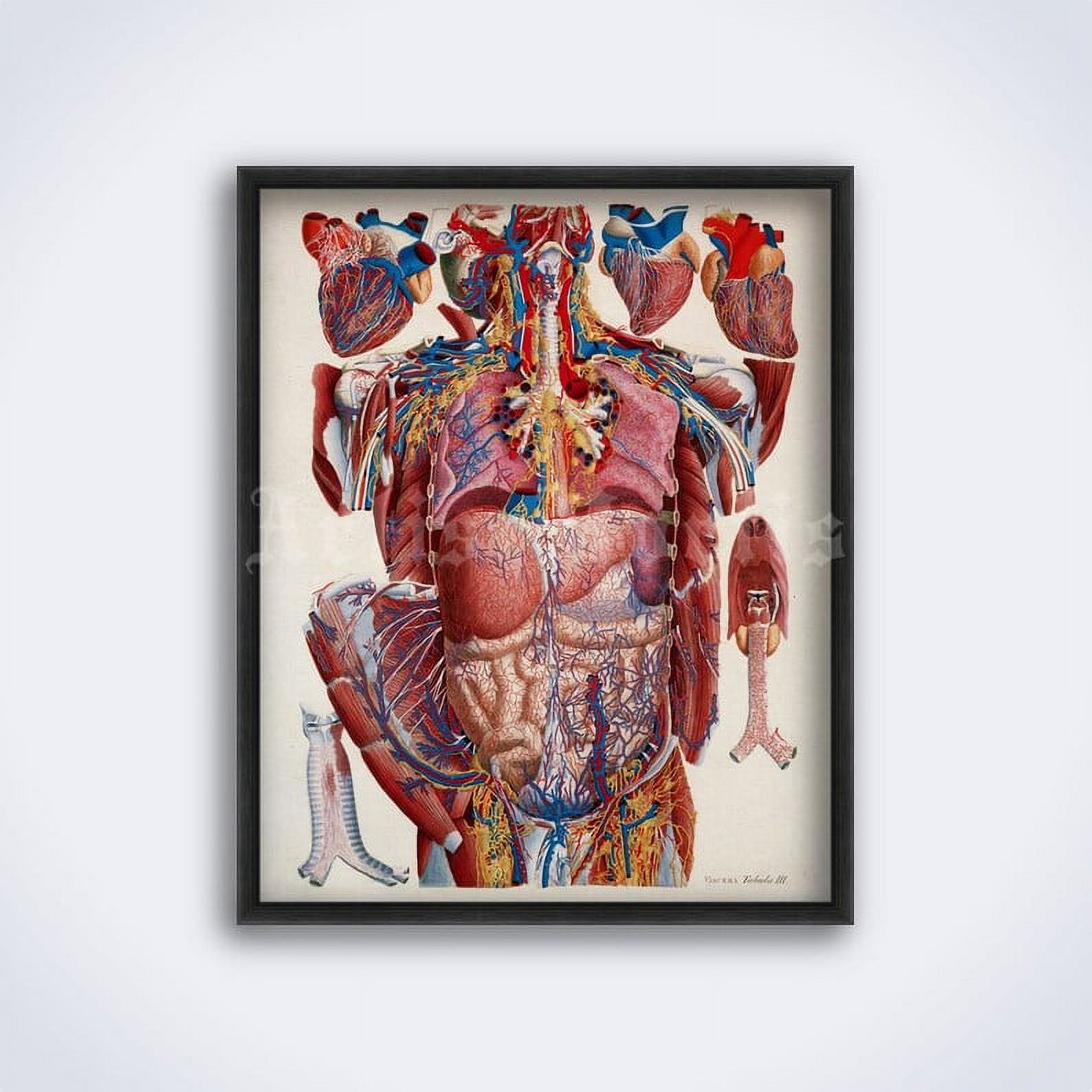 POSTER Viscera, internal organs, stomach, heart, muscles, veins ...