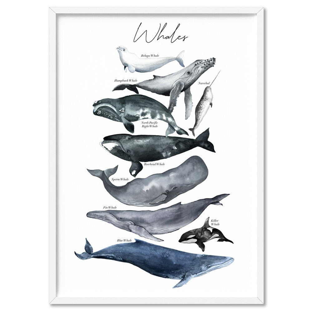 POSTER Whales Chart Art Print. Whales of the World Poster. Educational ...