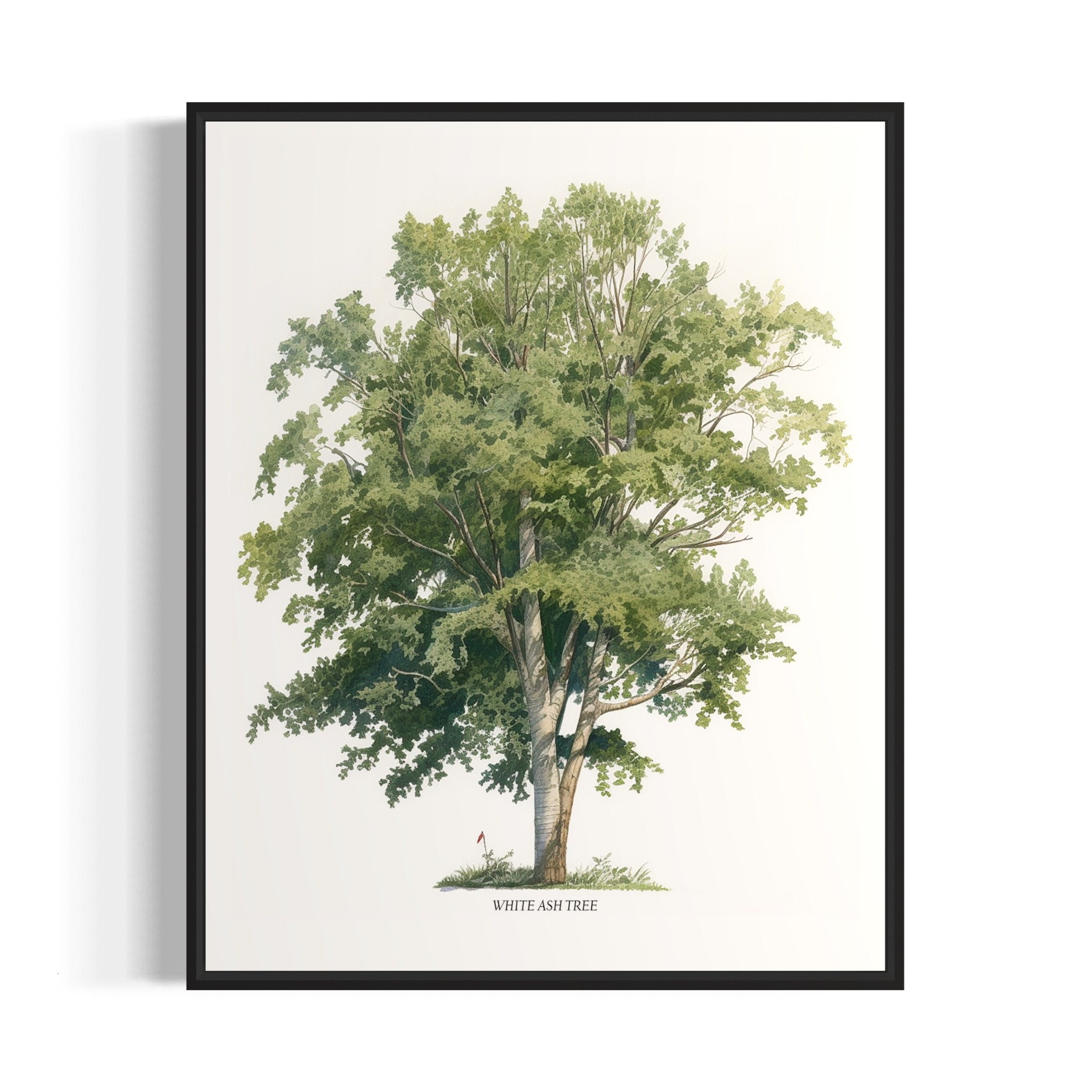 POSTER White Ash Tree Art Print, White Ash Tree Wall Art Poster ...