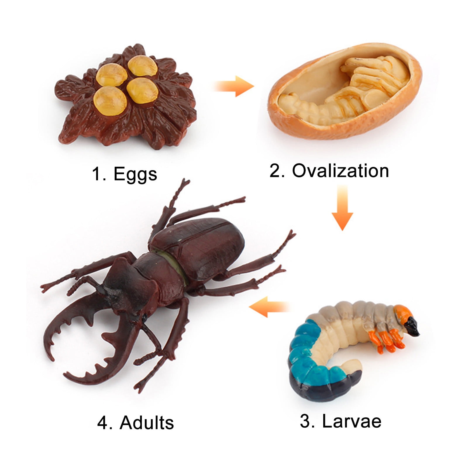 PPgejGEK Stocking Stuffers for Kids 4 Piece Insect Figure Life Cycle ...