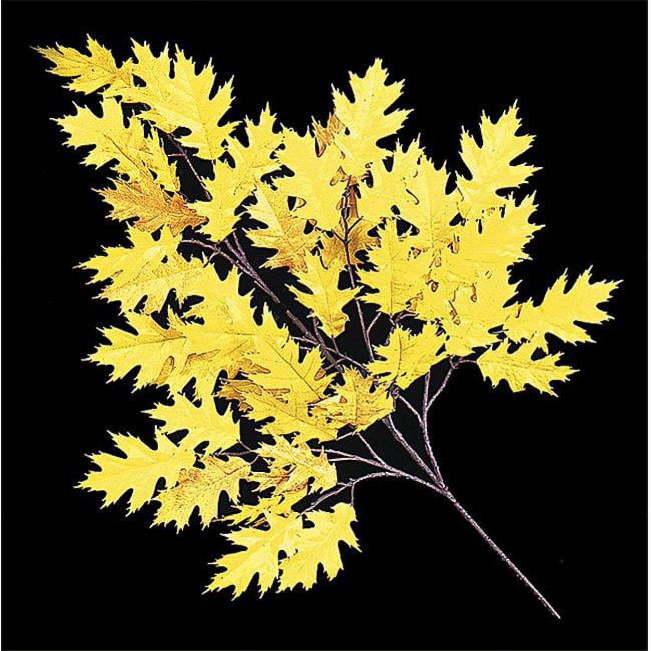 PR-4695-WC 29 in. FR Pin Oak Branch, Gold - Walmart.com