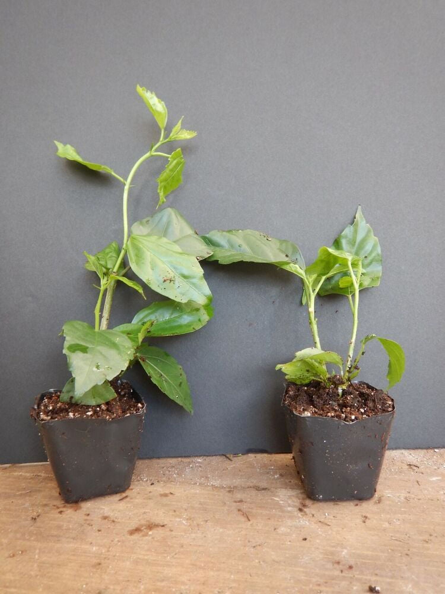 *PRIDE OF HANKINS RED* Rooted Tropical Hibiscus Starter Plant*Triple ...