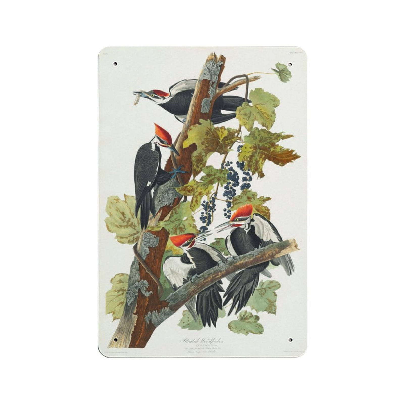 PRINTABLE WALL ART Bird Pileated Woodpecker Vintage Print Illustration ...