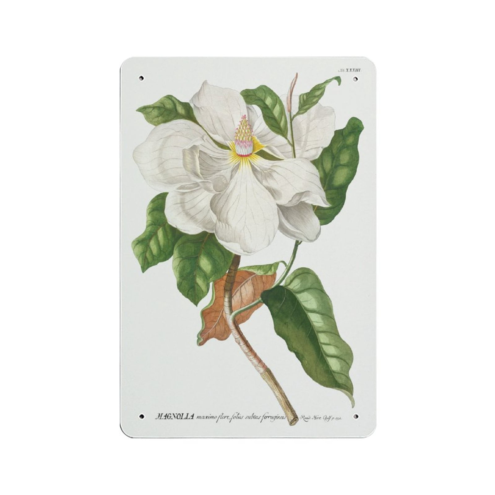 PRINTABLE WALL ART Magnolia Flower tin sign, Wall Decor, Home Decor ...