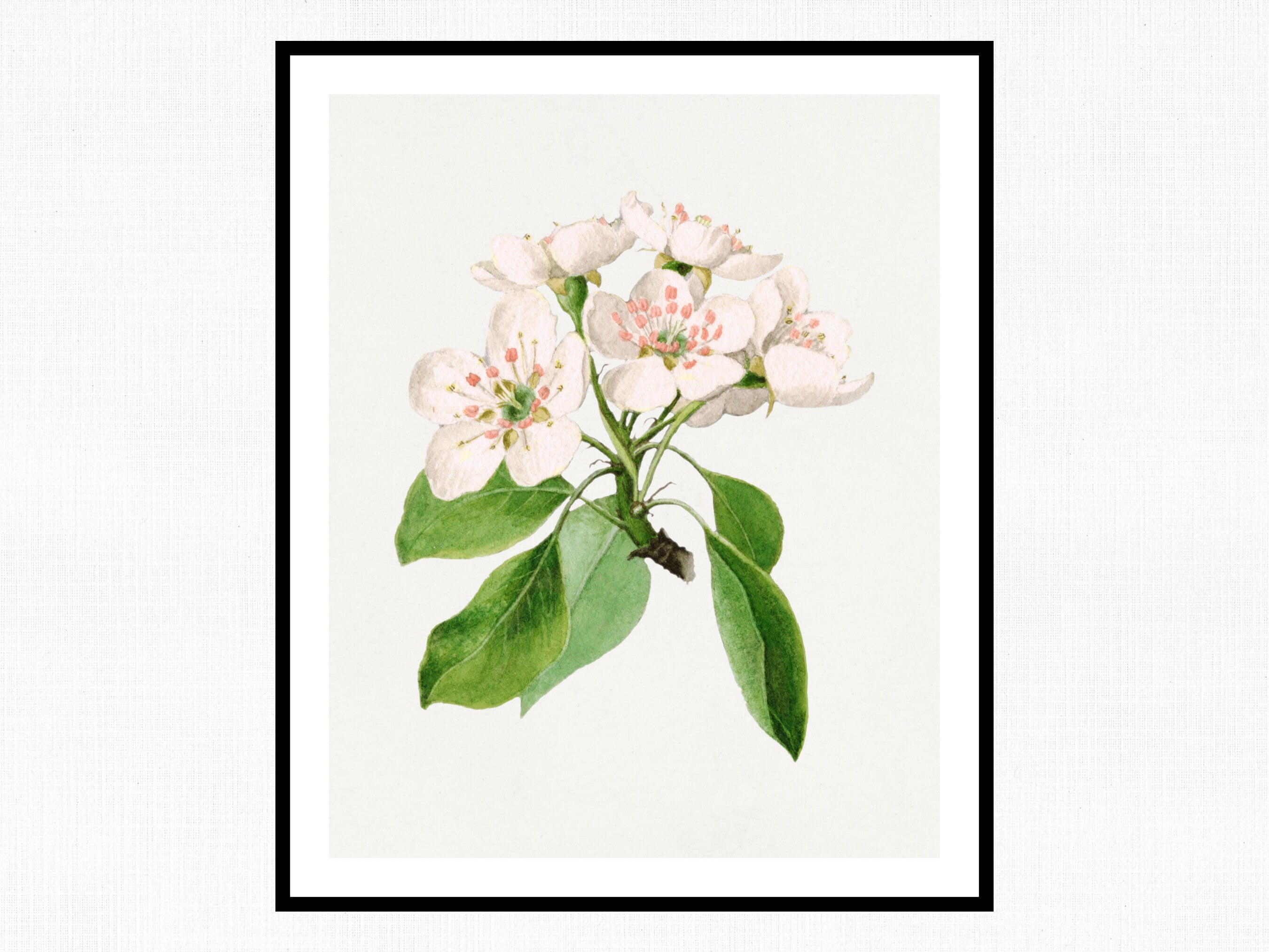 PRINTABLE WALL ART, Vintage "Pear Flowers" Poster, Wall Decor, Home ...