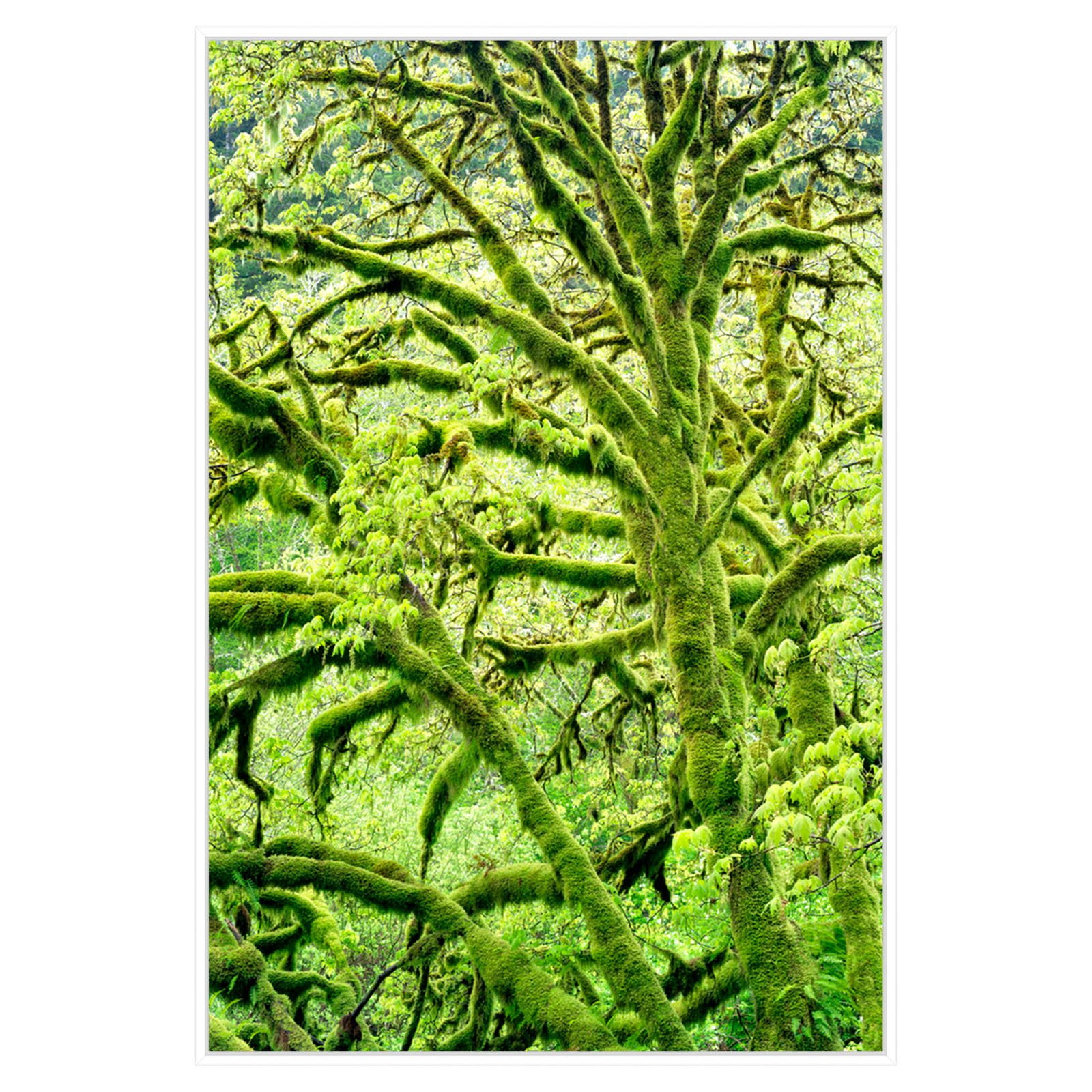 PTM Images Spring Green Tree Framed Canvas Wall Art - Walmart.com