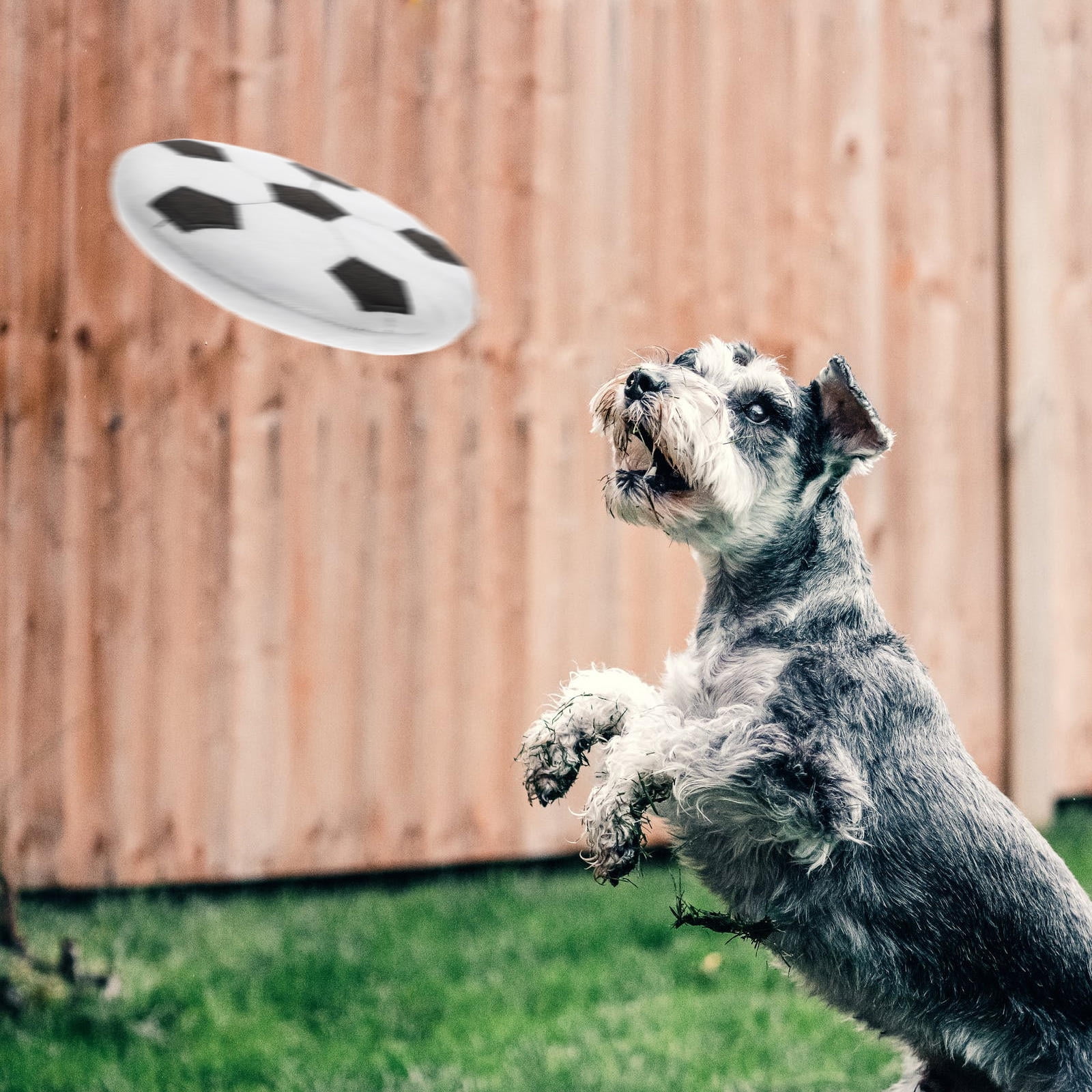 PTOOTP Kids Throwing Toy fetch disk Hunting Instinct Satisfaction ...