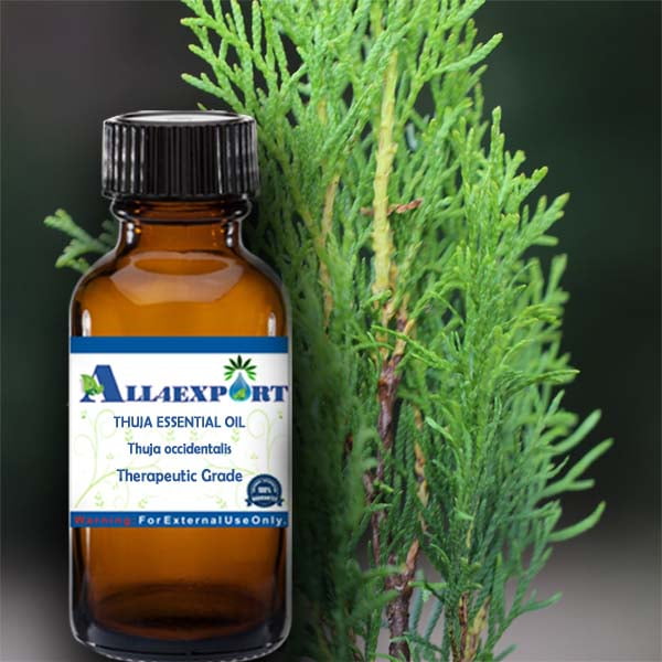 PURE THUJA ESSENTIAL OIL huja occidentalis THERAPEUTIC NATURAL ...
