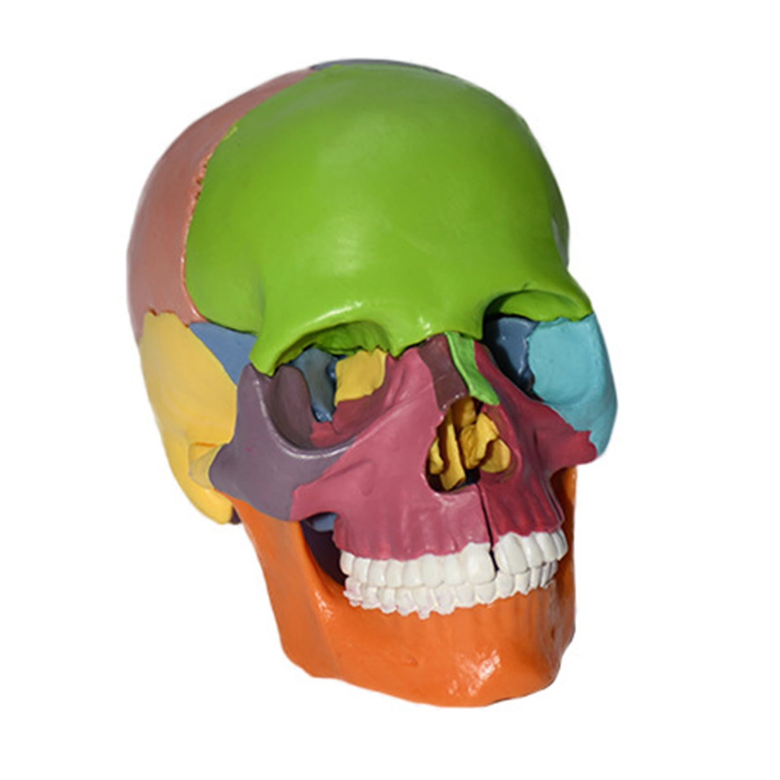 PUREOY Kids Human Brain Model Detailed Anatomy Learning Tool with ...