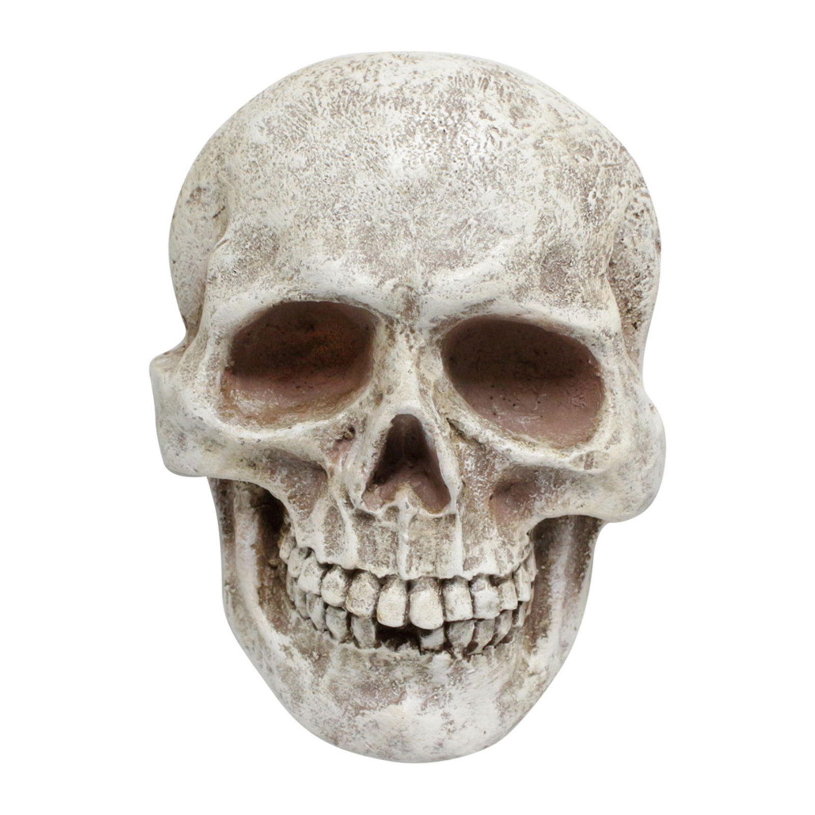 PUREOY Realistic Life Size Skull Figure Human Skull Ornament Halloween ...