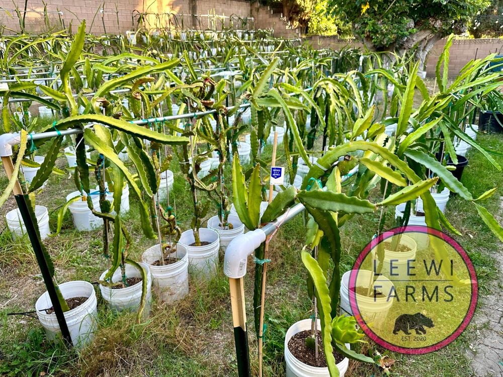 PURPLE Fleshed Magenta Hybrids, Exotic Dragon Fruit Varieties - Super ...