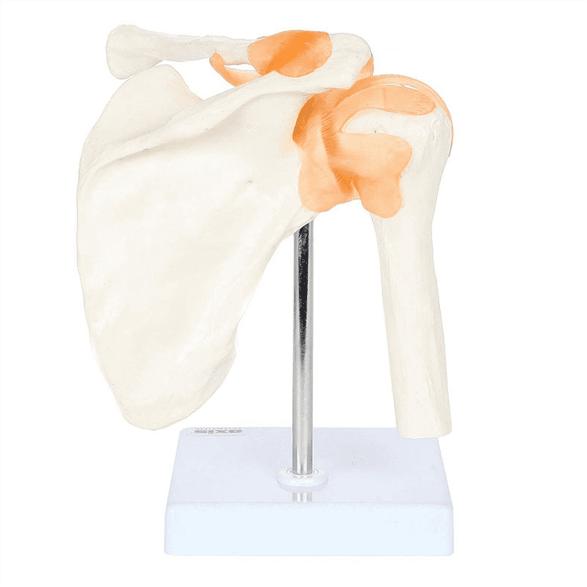 PVC Shoulder Joint Model Human Shoulder Bone Ligament Scapula Clavicle ...