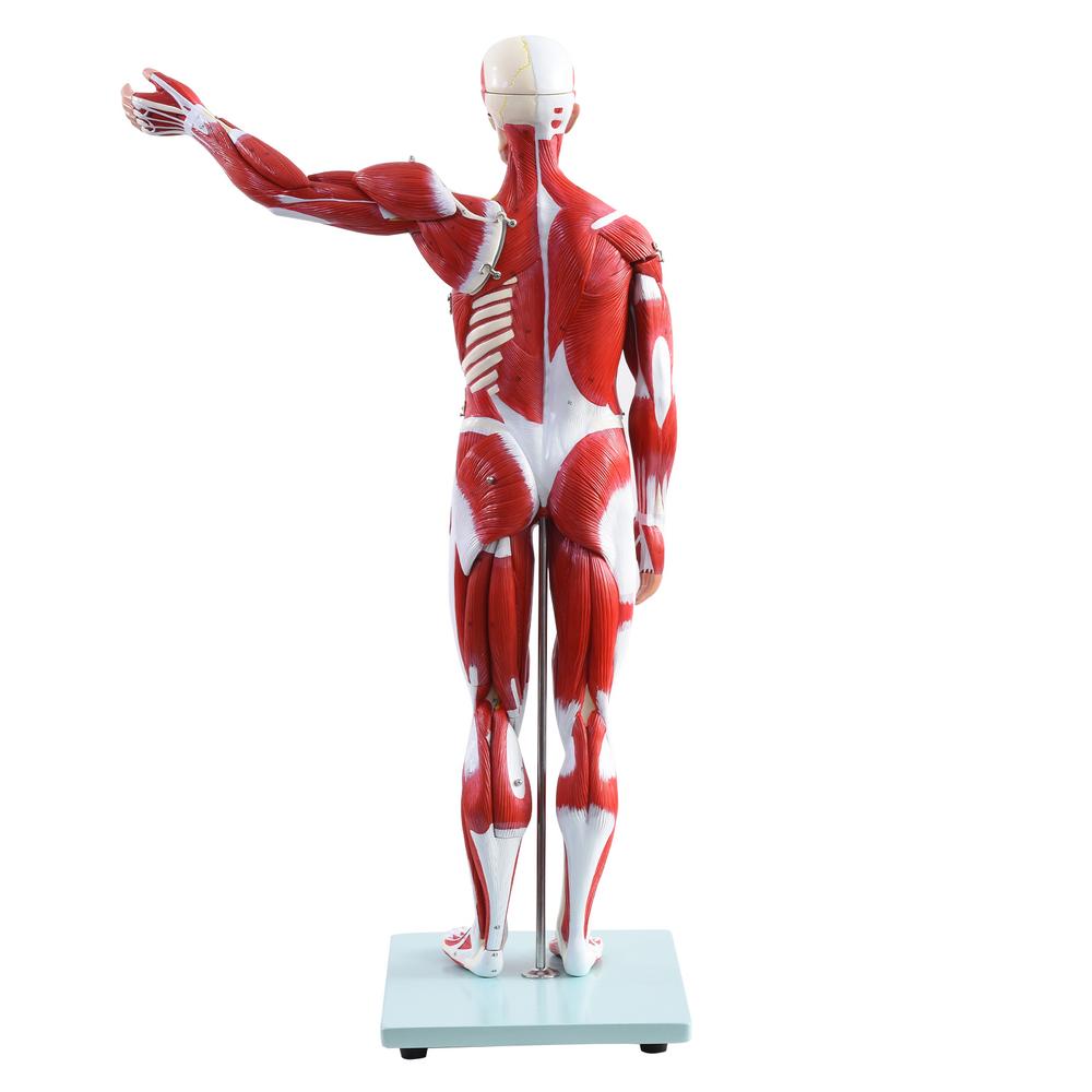 PWTOOL Human Body Anatomy Model Realistic Human Anatomy Model Toys ...