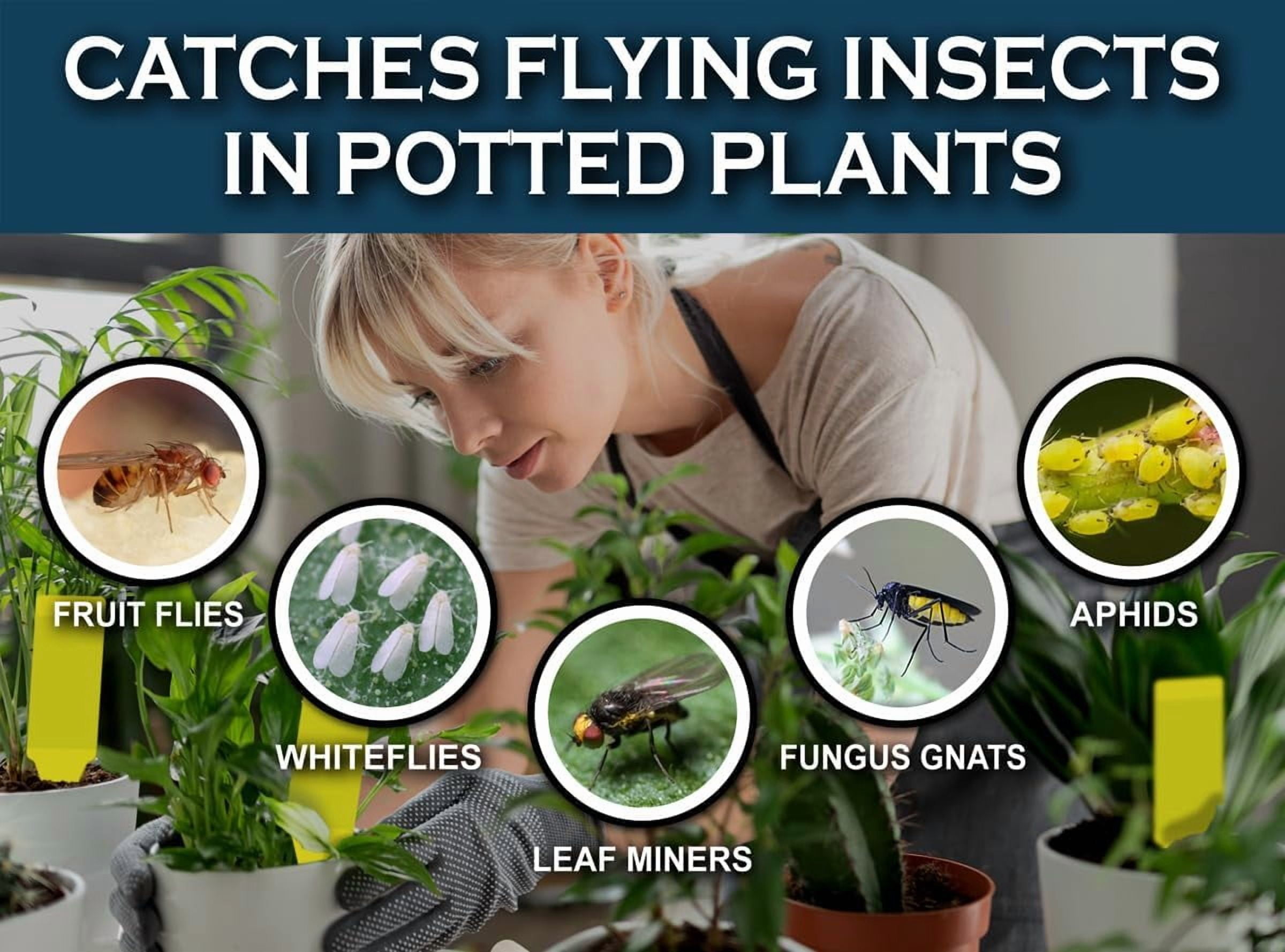 PYYAN-MAXGUARD (30 Pack) Yellow Stake Sticky Insect/Bug Traps - Catch ...