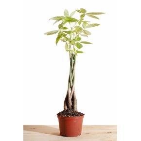 Money Tree Plants in Indoor Plants - Walmart.com