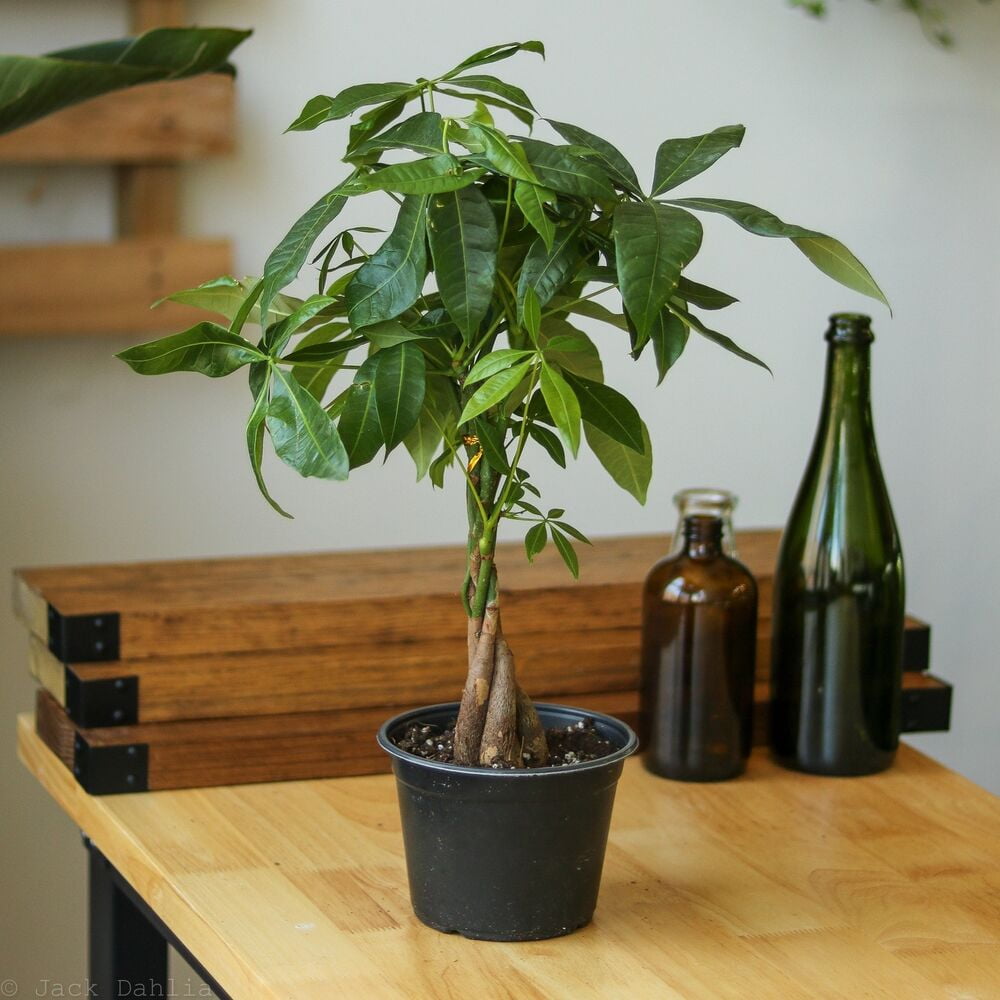 Pachira Aquatica 'Money Tree' - Walmart.com