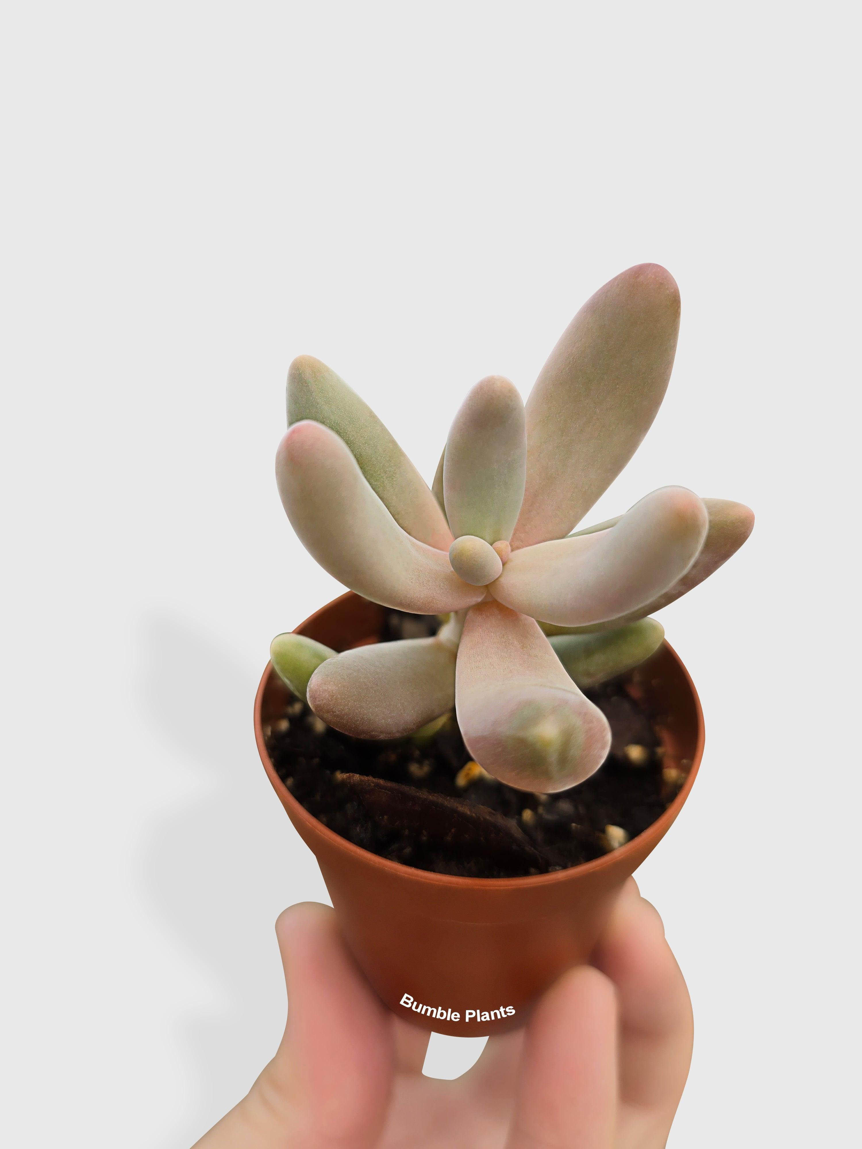 Pachyphytum Fittkaui - Live Air-Purifying Indoor Plant in Nursery Pot ...
