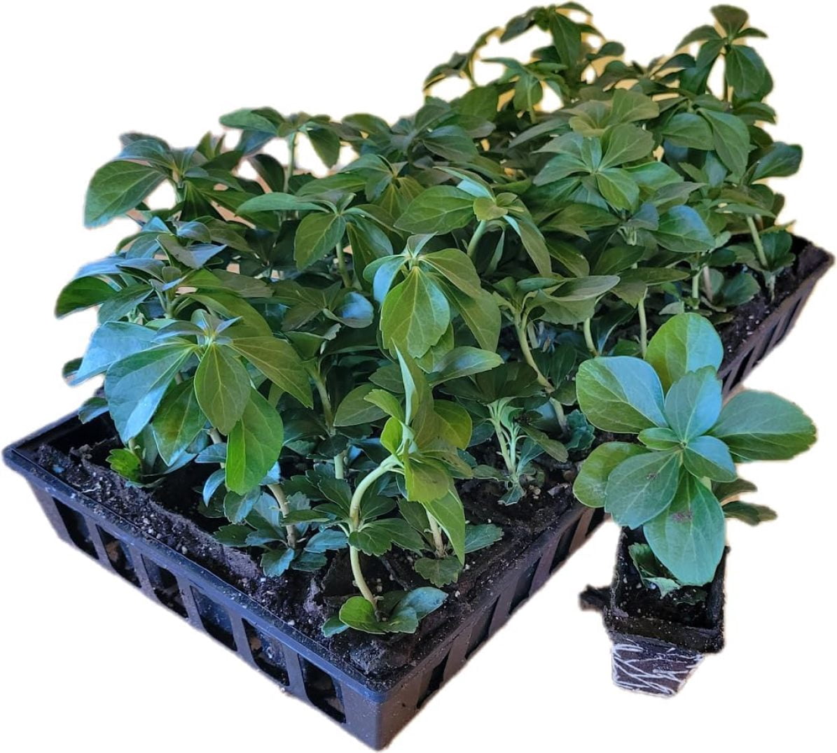 Pachysandra Terminalis Hardy Groundcover 50 Plants 2" Peat Pots ...