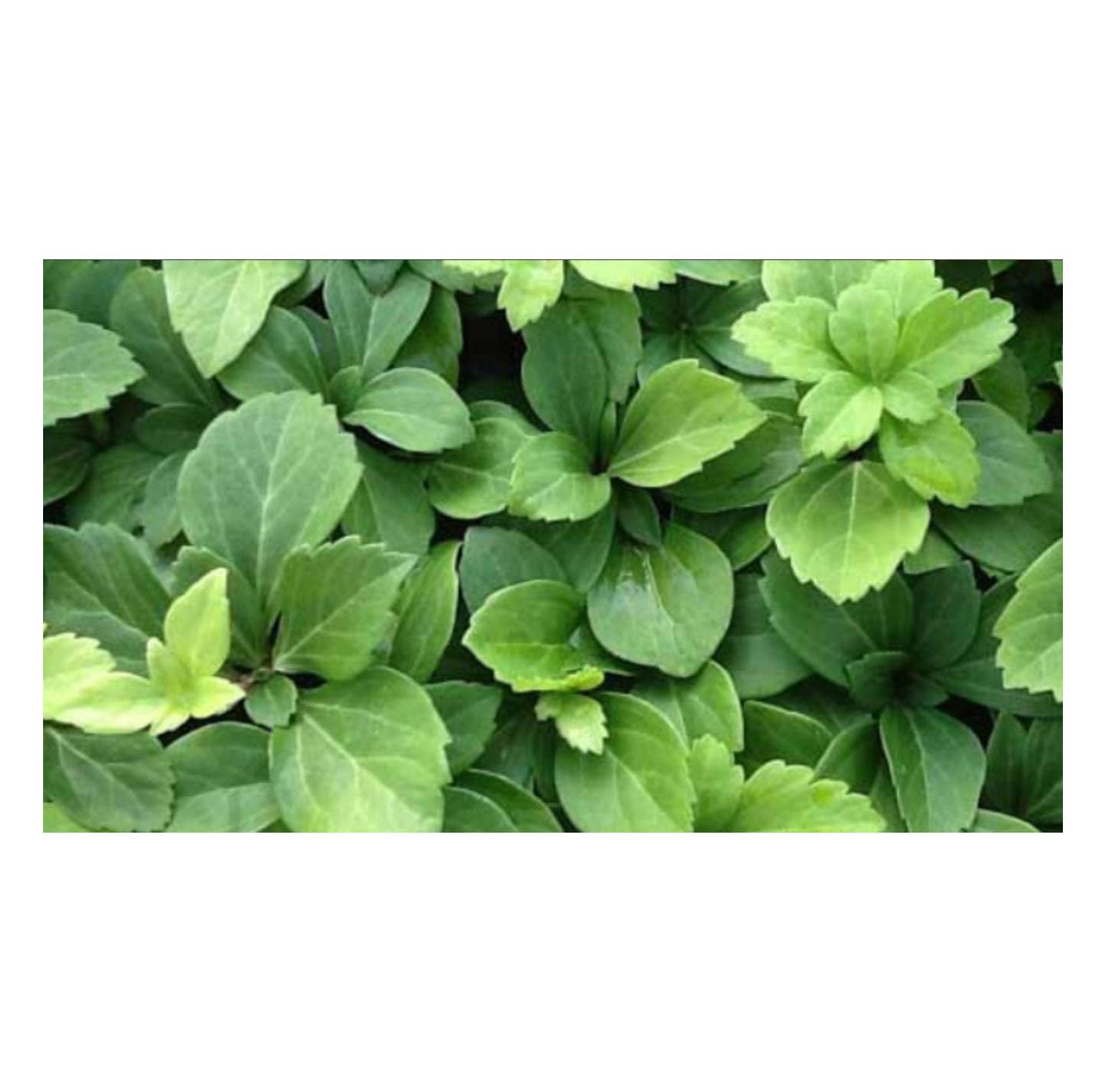 Pachysandra Terminalis Japanese Spurge - 100 Bare Root Plants - Walmart.com