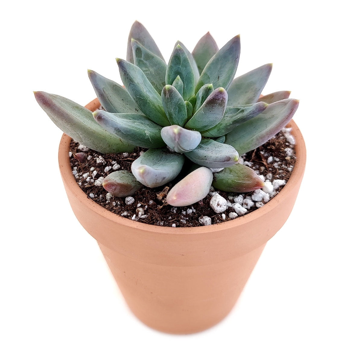 Pachyveria Little Jewel Glauca Succulent (4"+ Clay Pot) - Tiny, Lovely ...