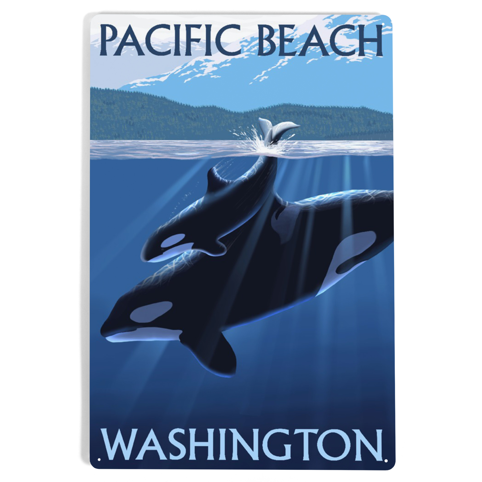 Pacific Beach, Washington, Orca and Calf (12x18 Aluminum Art, Indoor ...