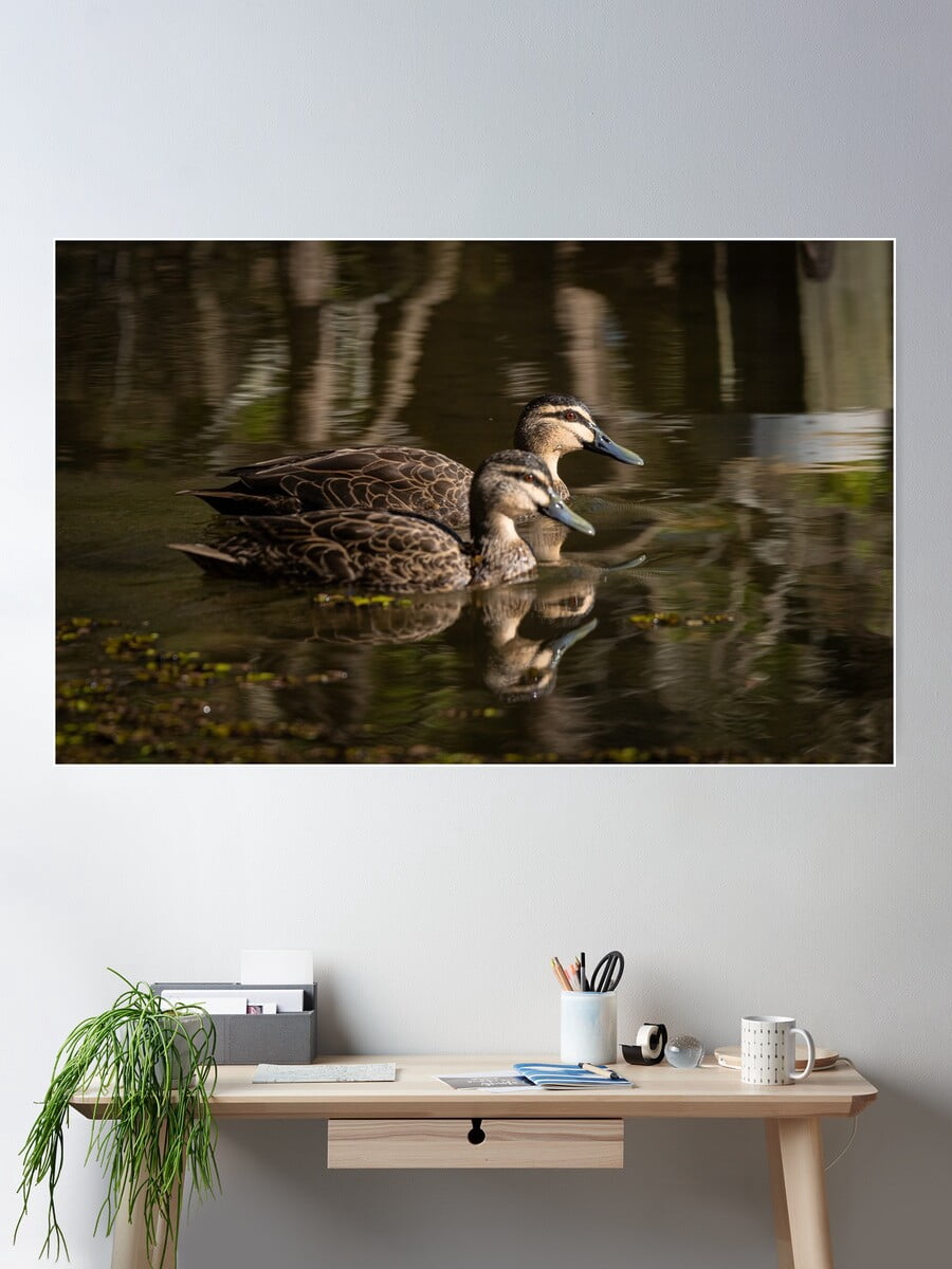 Pacific Black Ducks In The Dark Wetlands Poster Wall Art, Modern Wall ...