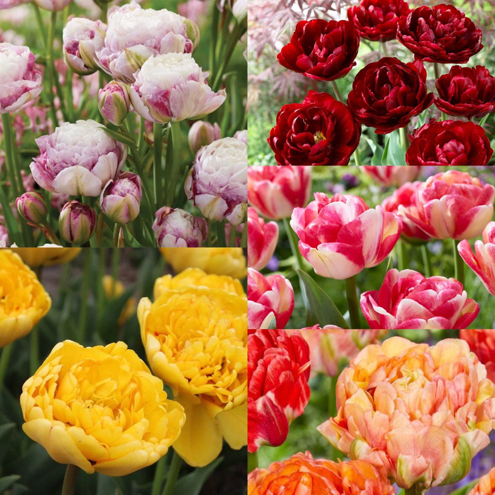 Pack 10 Double Peony Tulip Bulbs for Growing, Mixed Color Tulip Bulbs ...