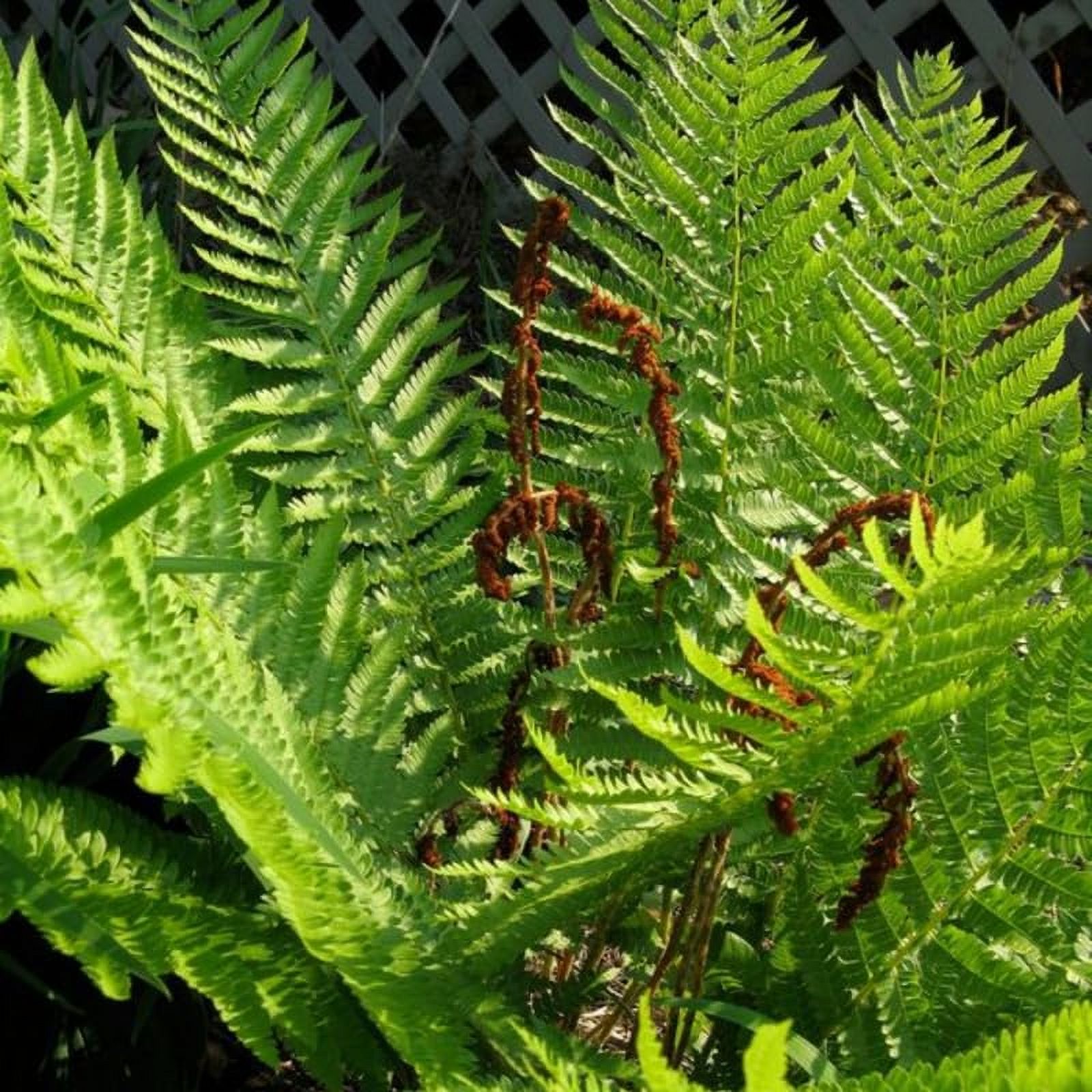 Pack of 10 Fern Bare Roots, Live Cinnamon Fern Plants, 3 to 6 Inches ...