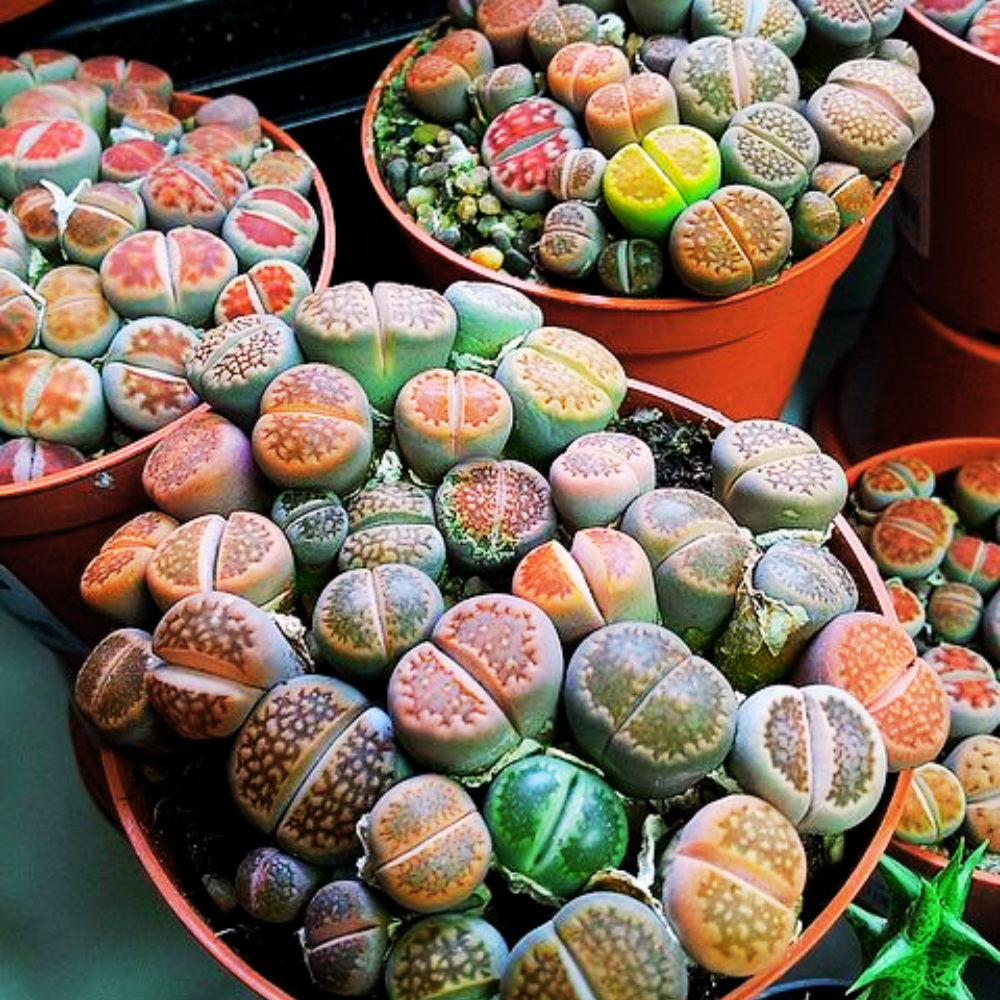 Pack 10 Lithops Live Plants, Mix Lithops Succulents Plants Live Indoor ...